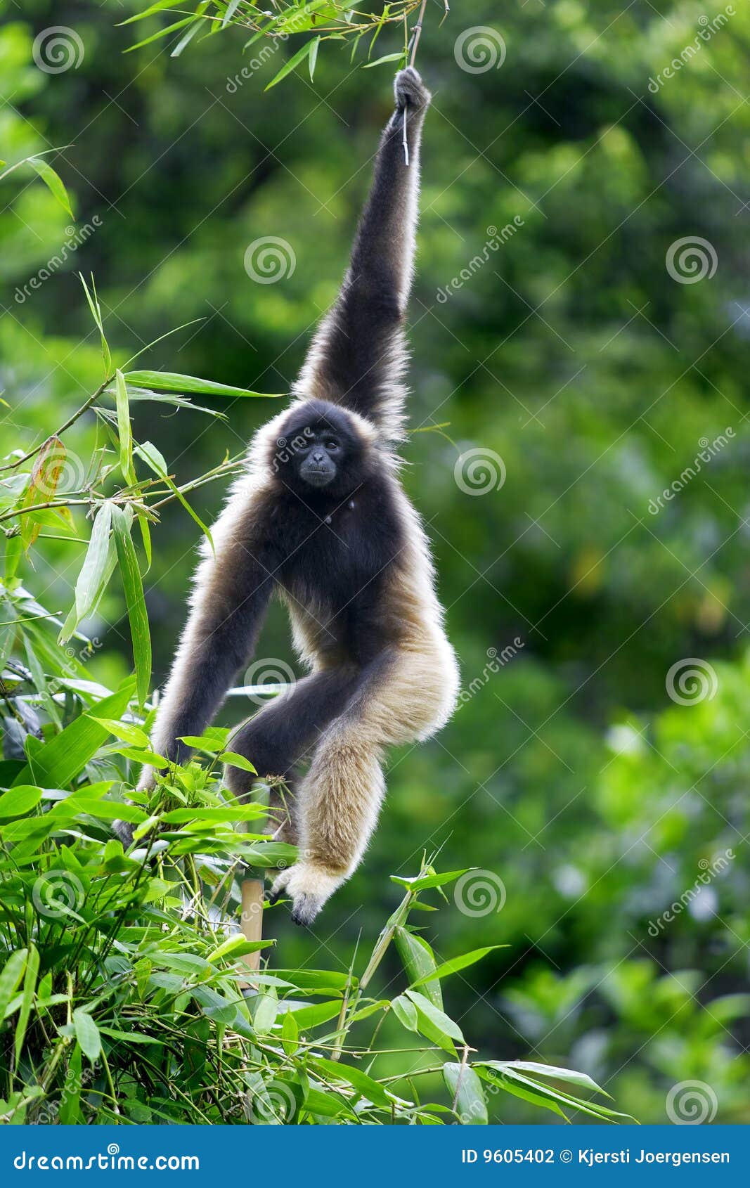Gibbon monkey stock photo. Image of forrest, kinabalu - 9605402
