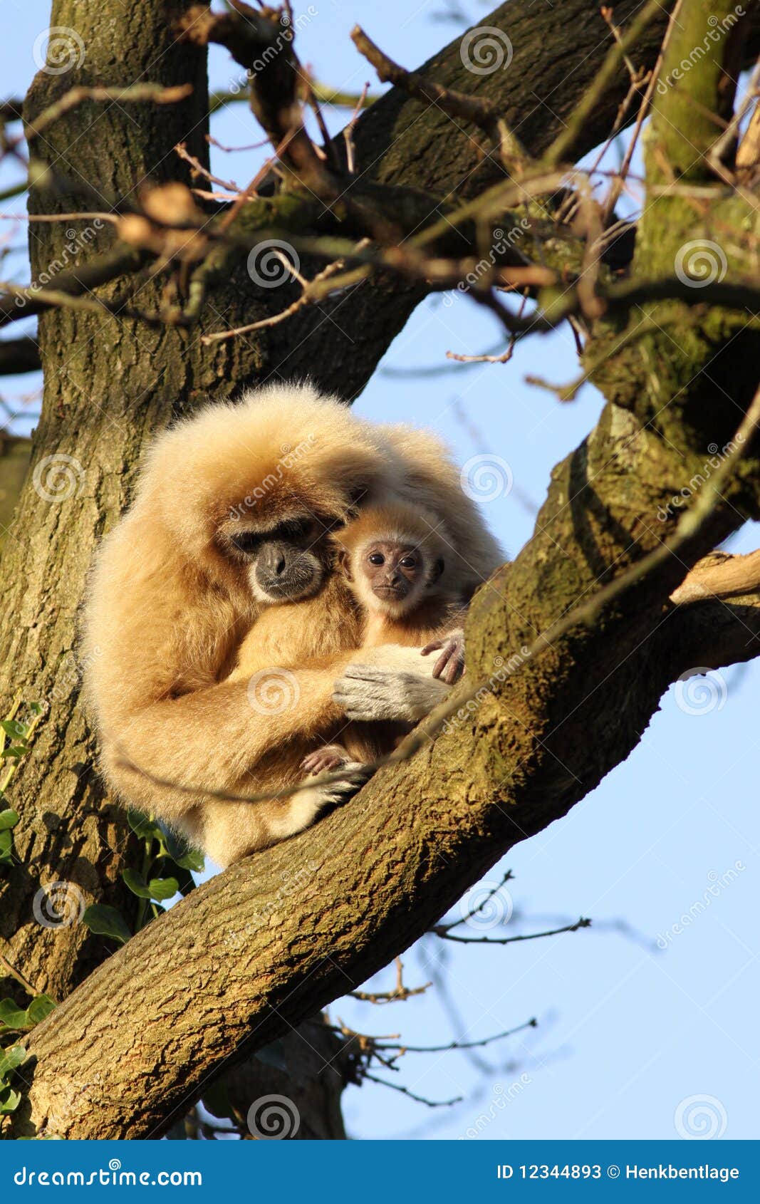 Cute Baby Gibbon