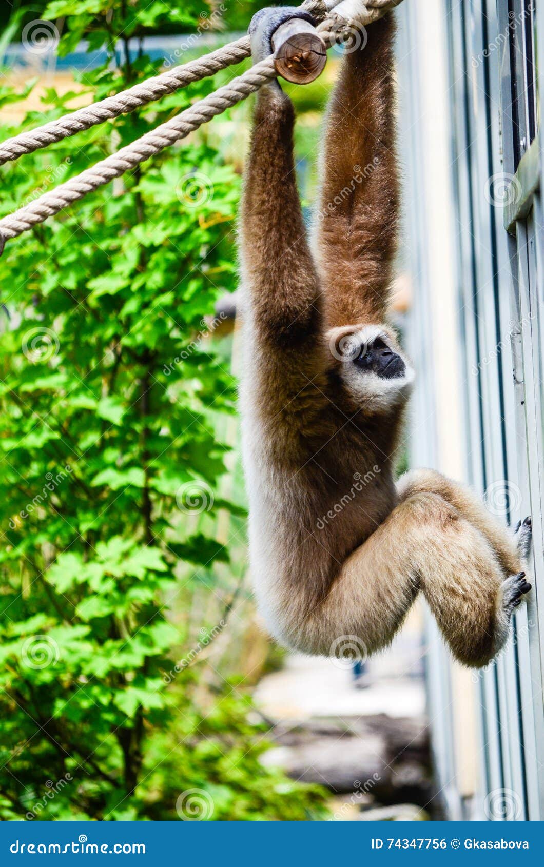 Gibbon monkey stock photo. Image of expressive, mammal - 74347756