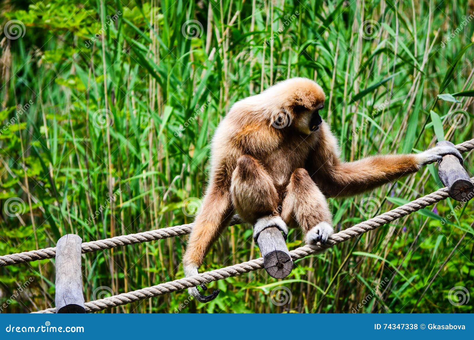 Gibbon monkey stock photo. Image of playing, expectant - 74347338