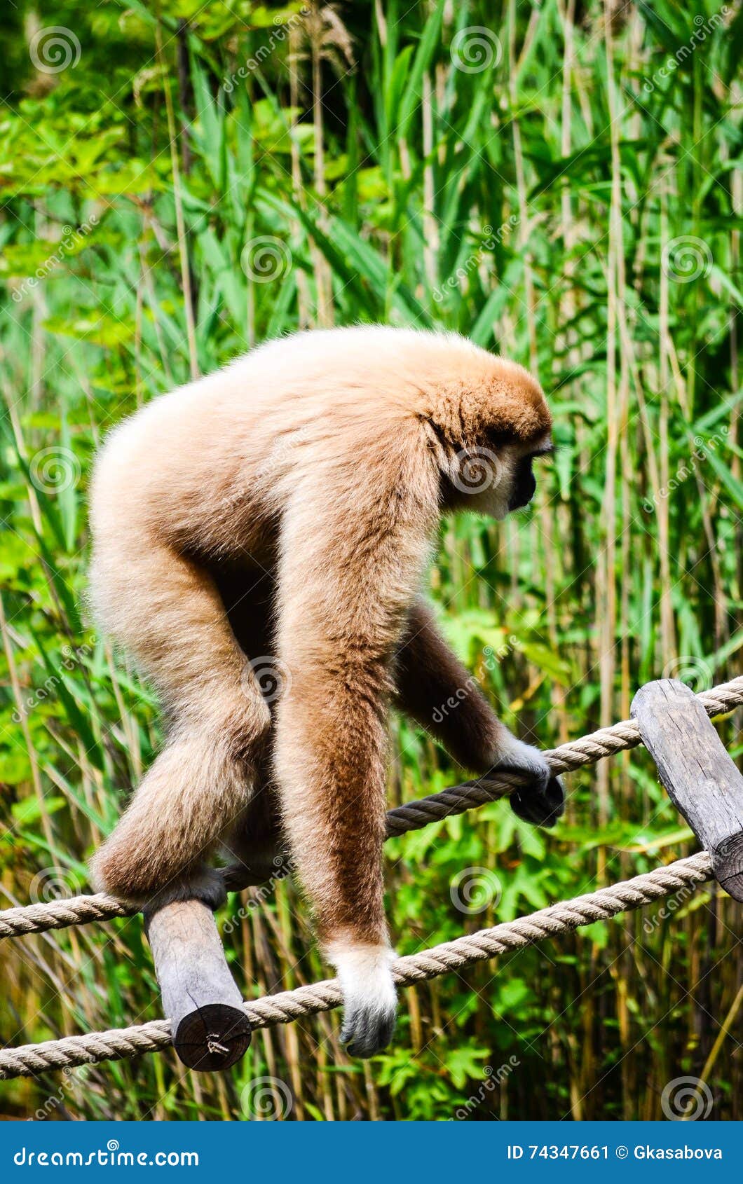 Gibbon monkey stock image. Image of face, eyes, family - 74347661