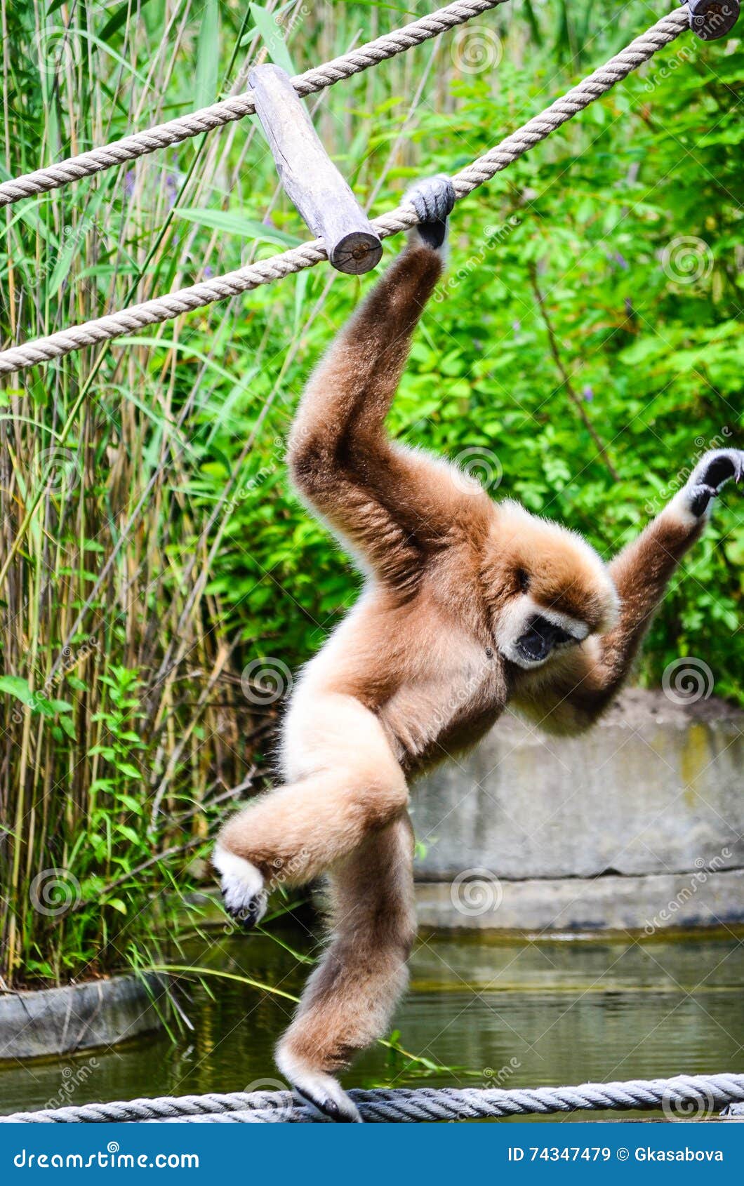 Gibbon monkey stock image. Image of playful, curious - 74347479