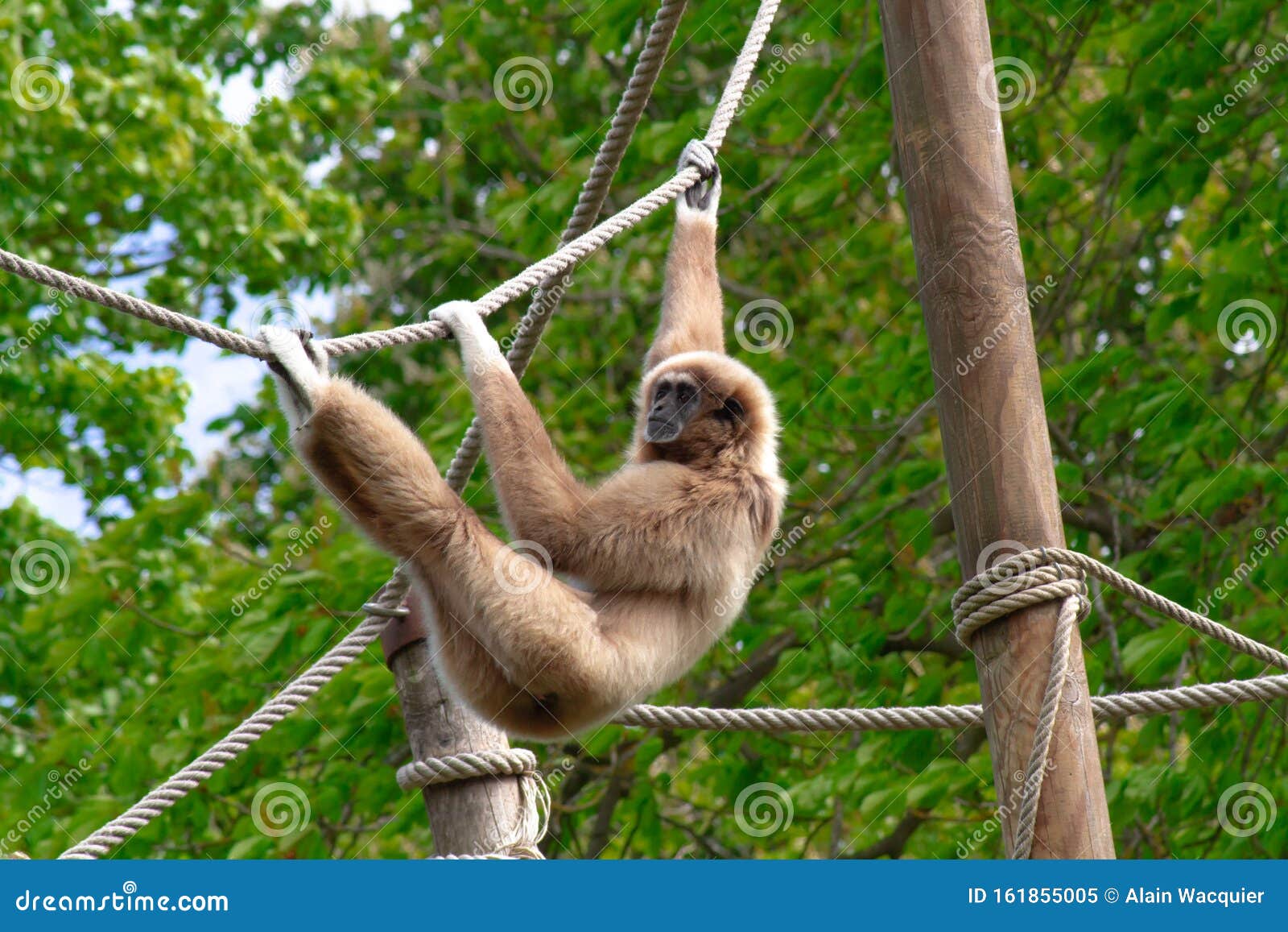 Gibbon monkey stock image. Image of park, common, face - 161855005