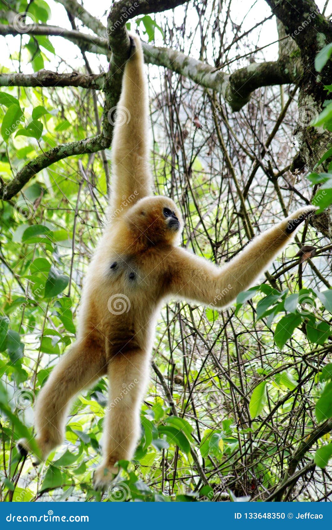 Gibbon monkey stock photo. Image of black, monkey, expectant - 133648350