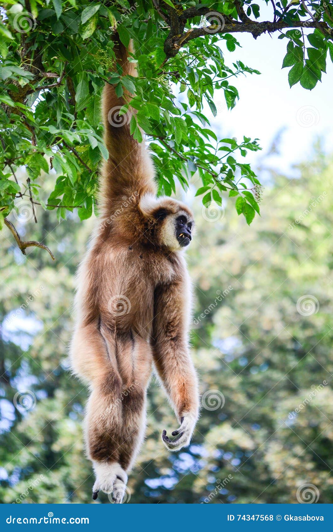 Gibbon monkey stock photo. Image of curious, pretty, little - 74347568
