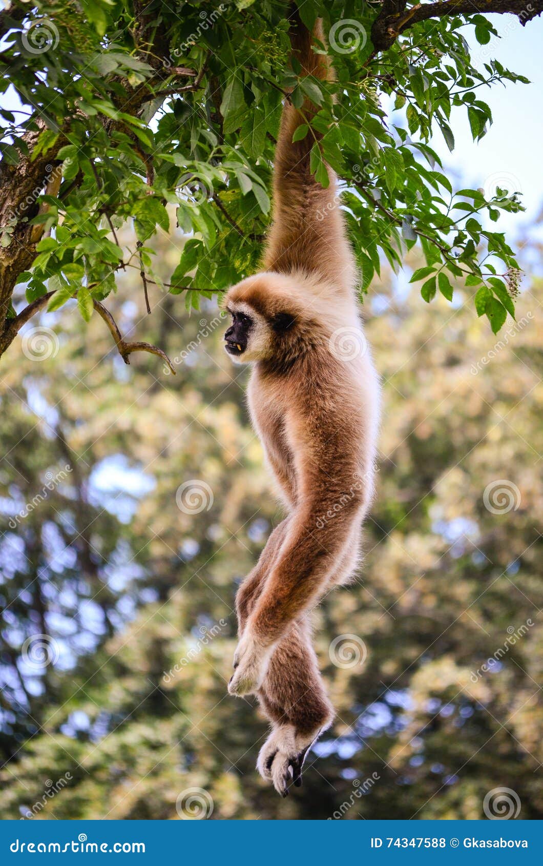 Gibbon monkey stock photo. Image of expressive, holiday - 74347588