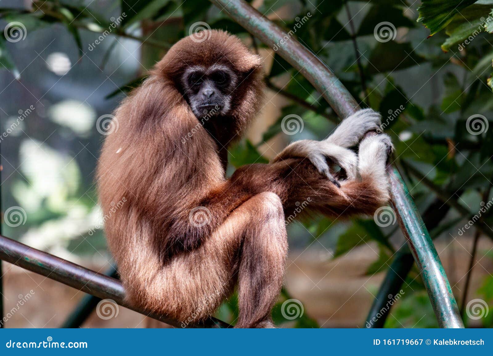 Gibbon Monkey. Hanging on Three. Endangered Species Stock Image - Image ...