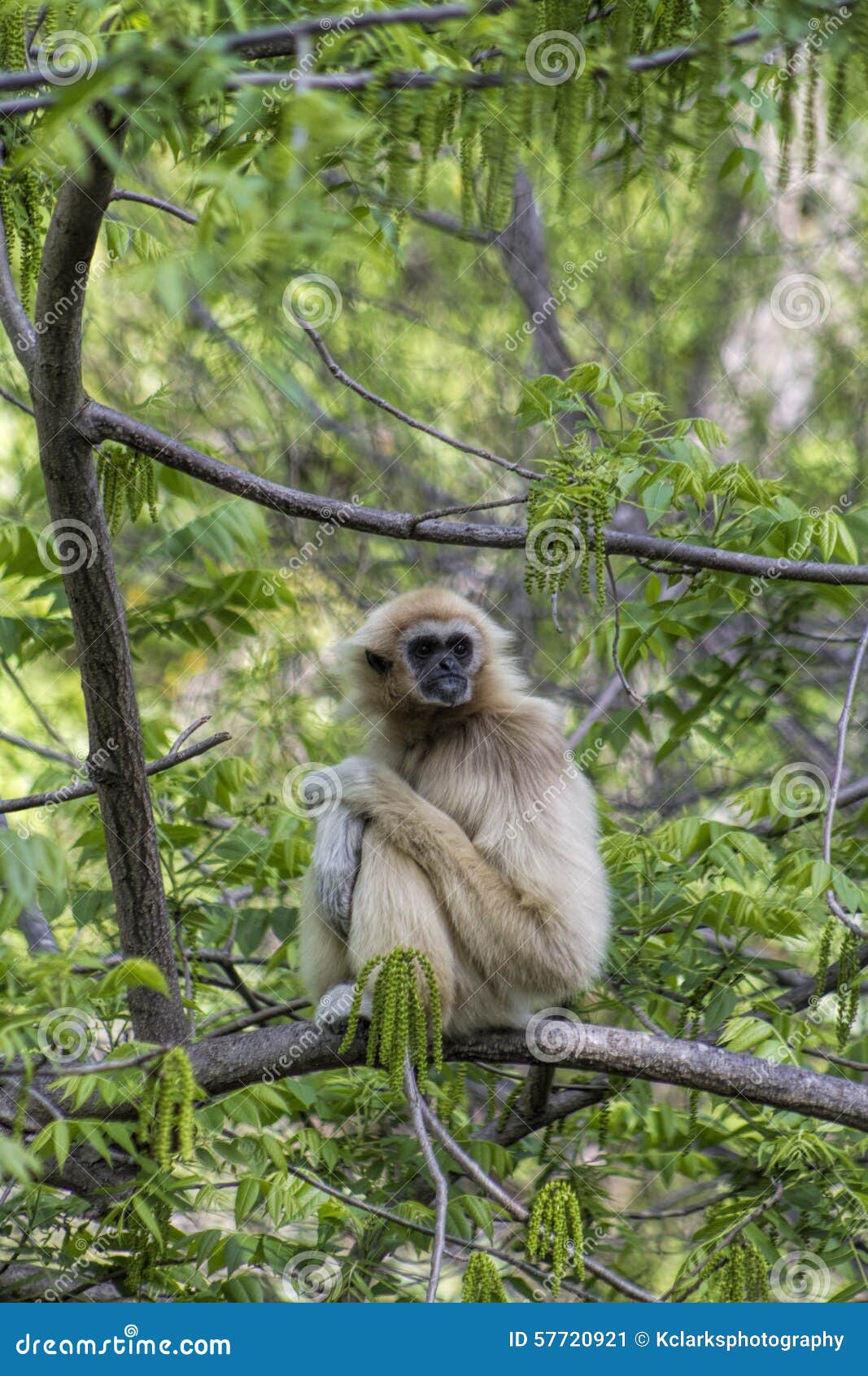 Gibbon Monkey - Hylobates Lar Stock Image - Image of tree, face: 57720921