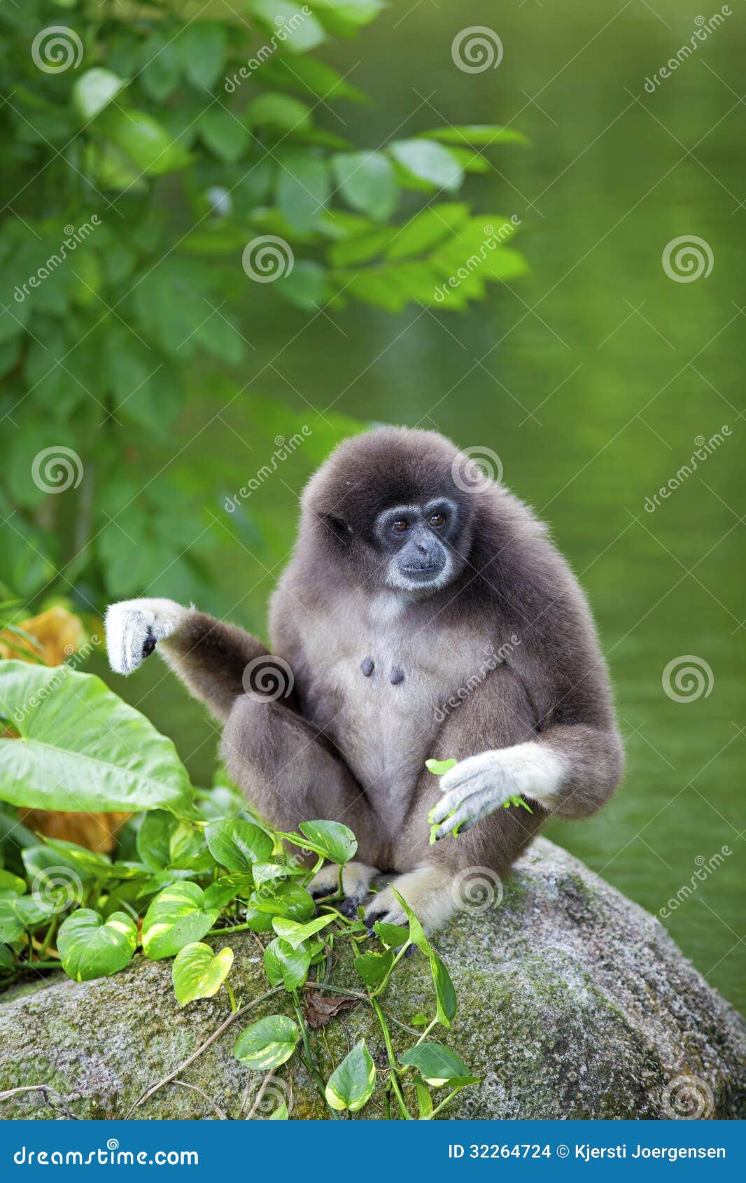 Gibbon Monkey stock photo. Image of green, endangered - 32264724