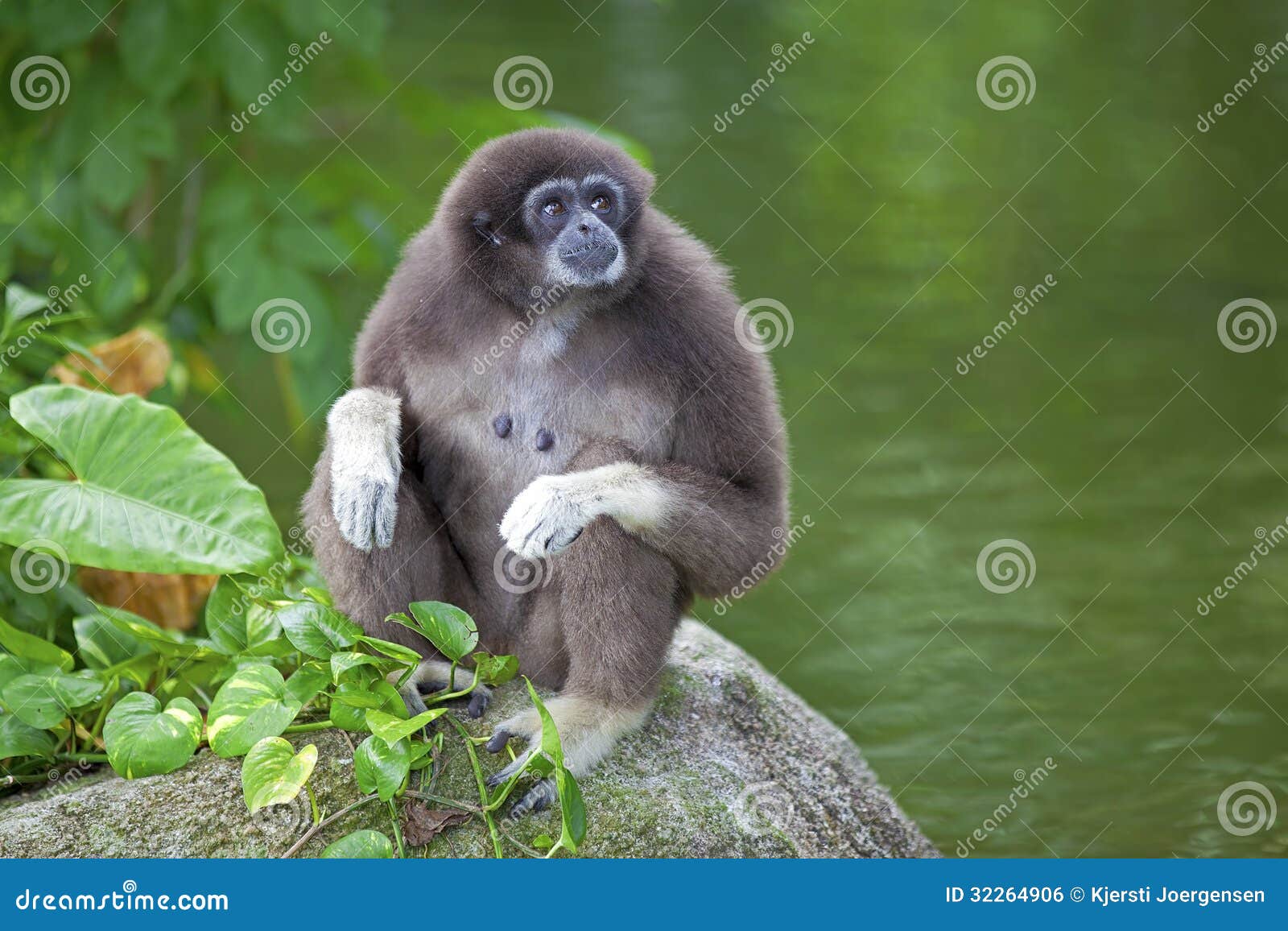 Gibbon Monkey Belong To The Group Of Lesser Apes. Gibbons Live In ...