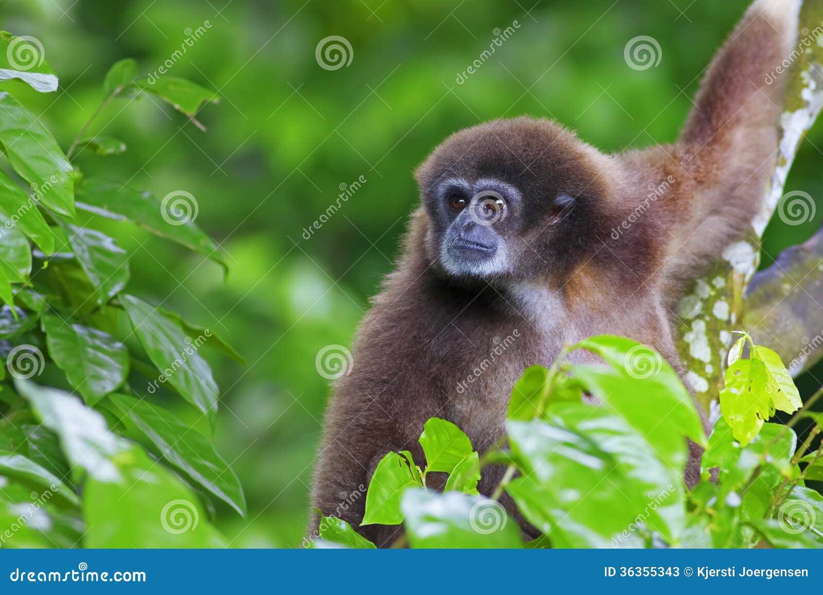 Gibbon Monkey stock image. Image of sumatra, sabah, captivity - 36355343