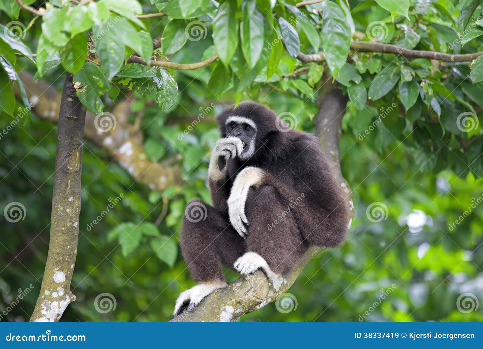 Gibbon Monkey stock image. Image of black, mammal, borneo - 38337419