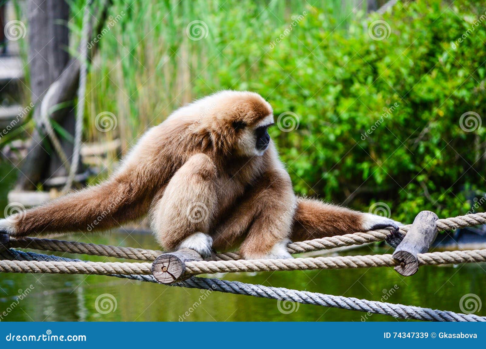 Gibbon monkey stock image. Image of curious, monkey, primate - 74347339