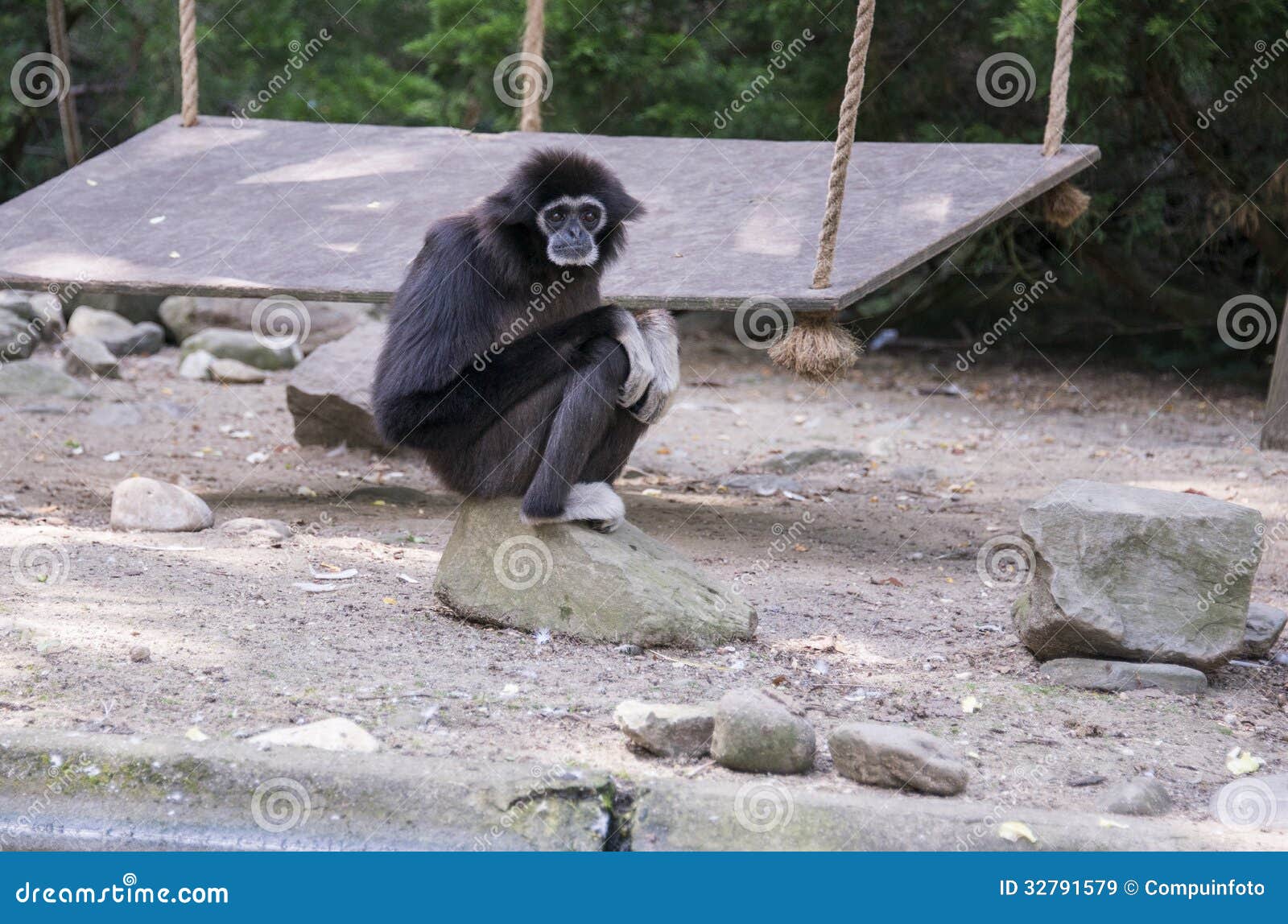 Gibbon monkey stock image. Image of treetop, crouching - 32791579