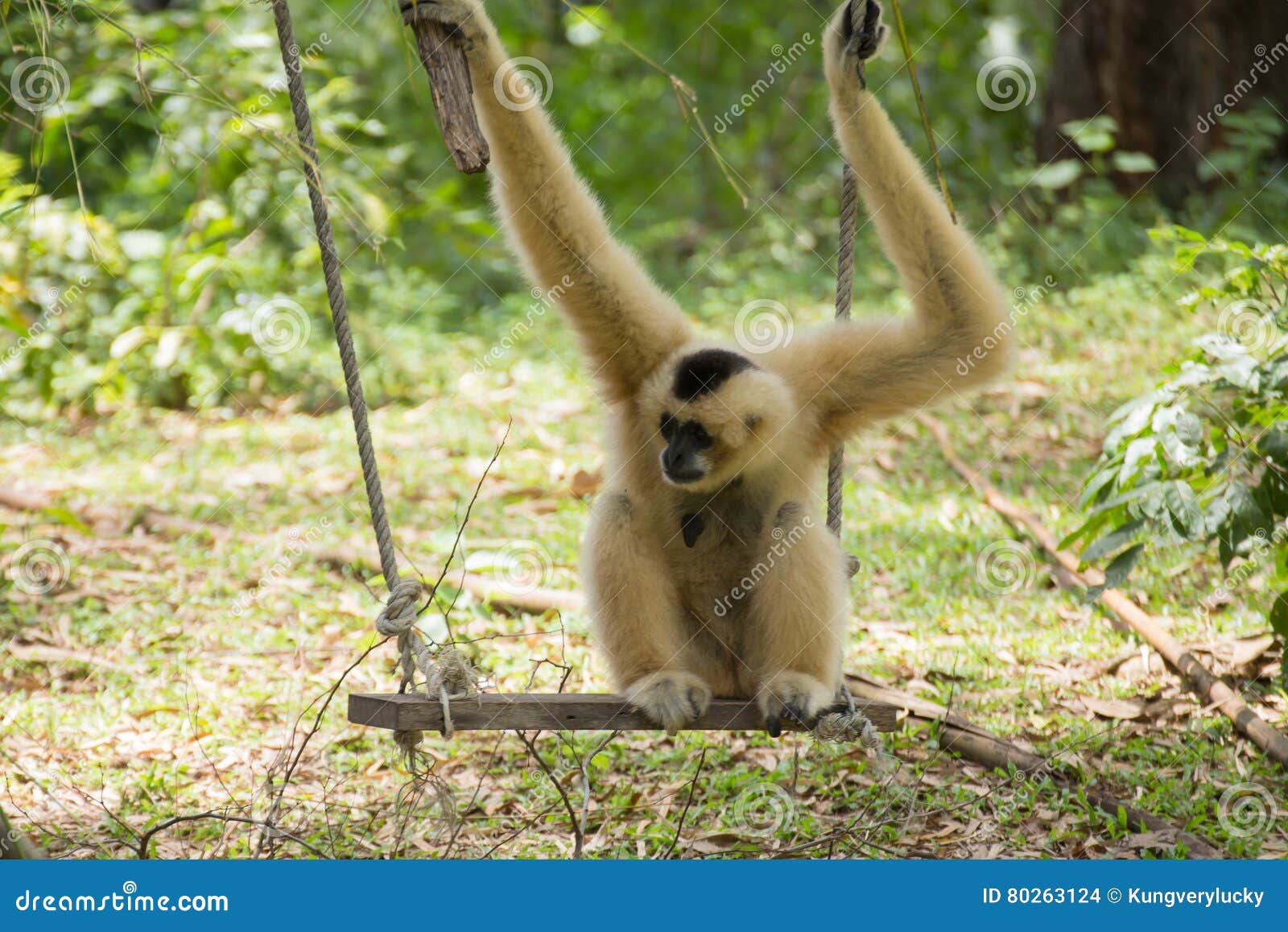 Gibbon Monkey Sitting on Swing Stock Photo - Image of hylobates ...