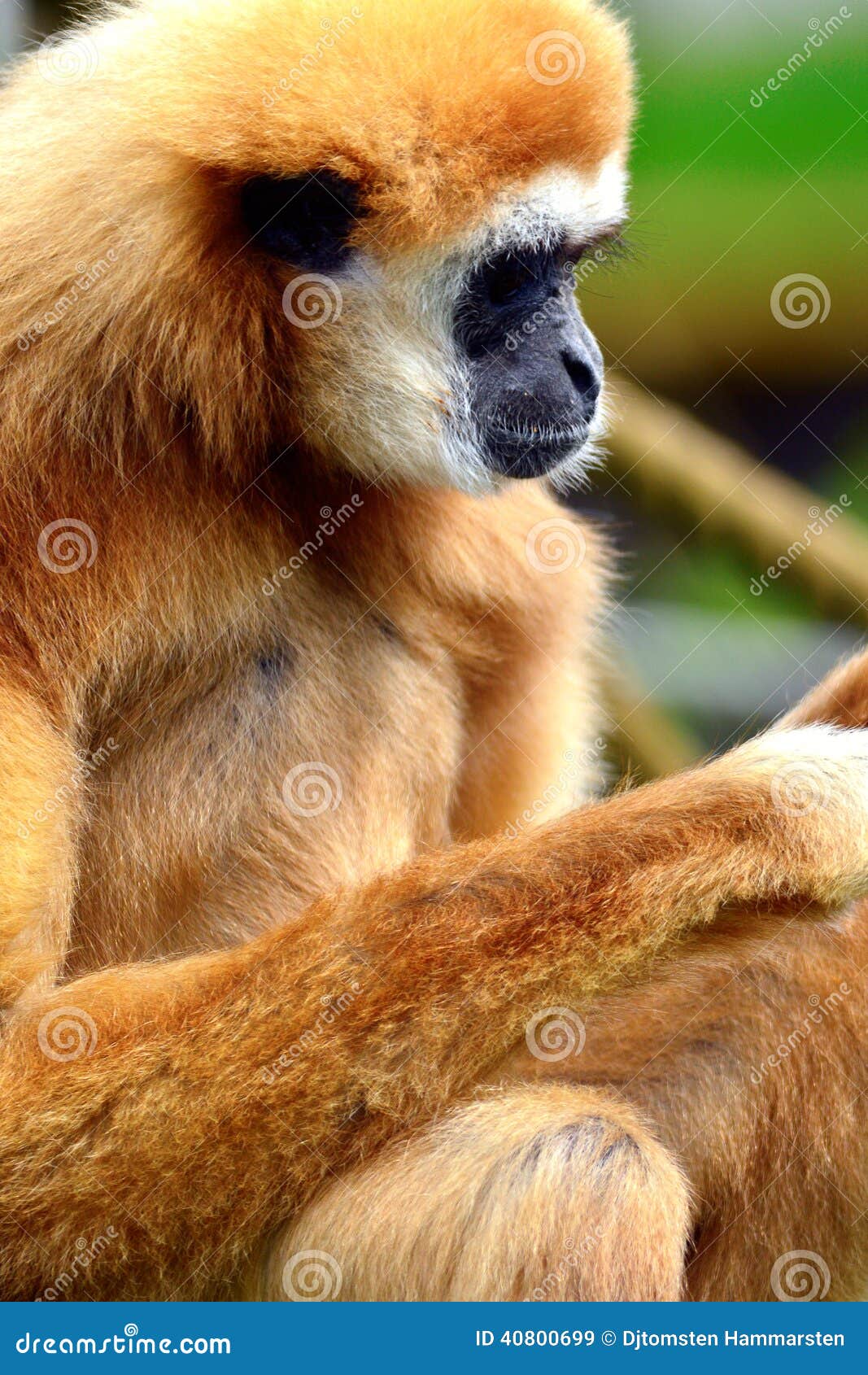 Gibbon monkey stock image. Image of borneo, thailand - 40800699