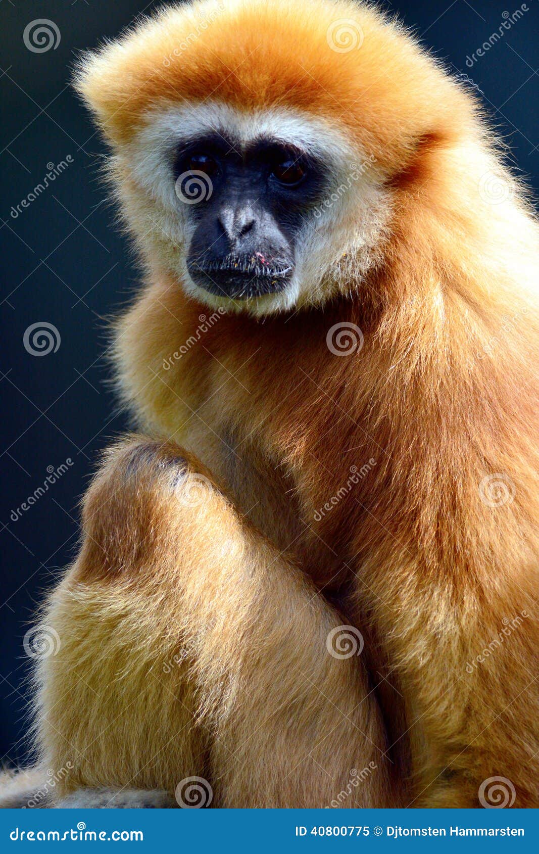 Gibbon monkey stock image. Image of close, sarawak, hiding - 40800775