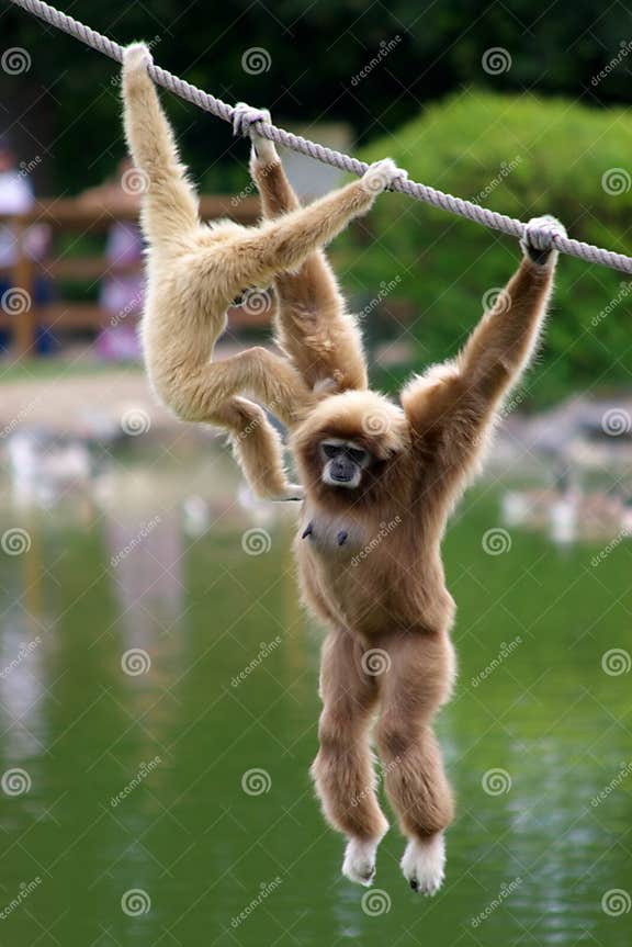 Gibbon monkeys stock photo. Image of mammal, eyes, joker - 10406570