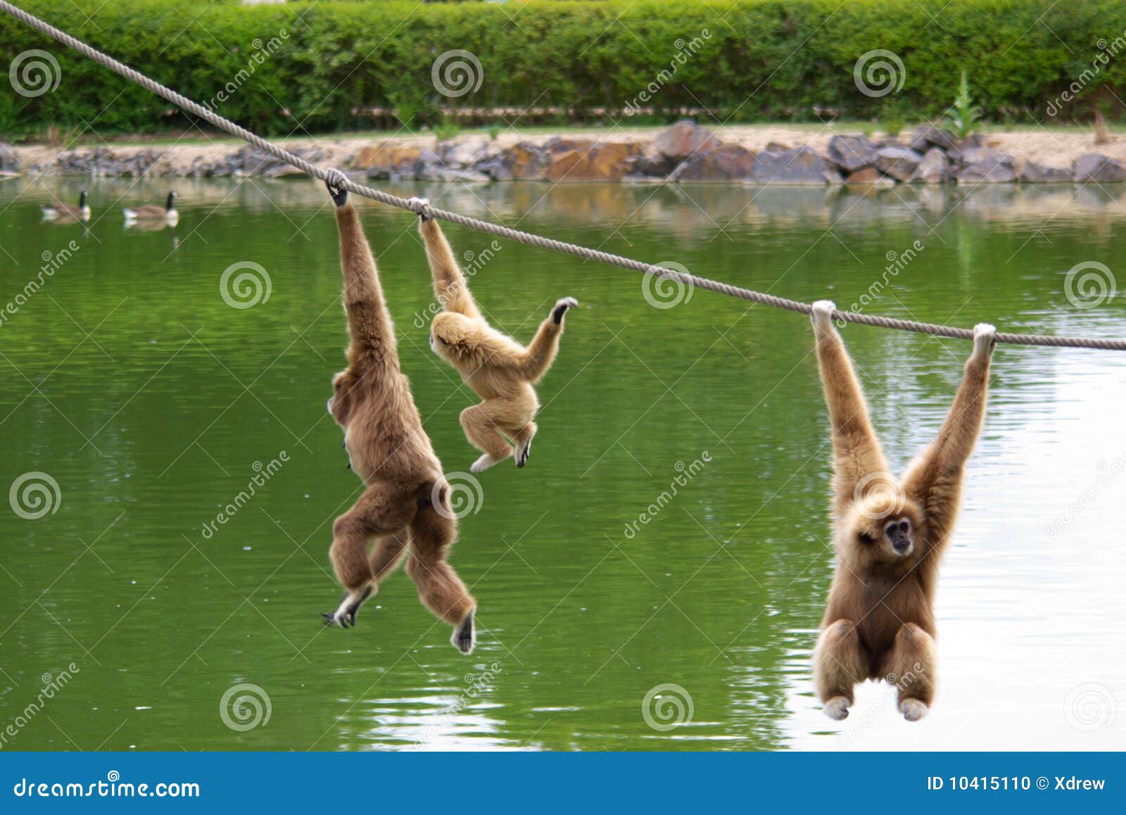Gibbon monkeys stock photo. Image of black, family, primate - 10415110