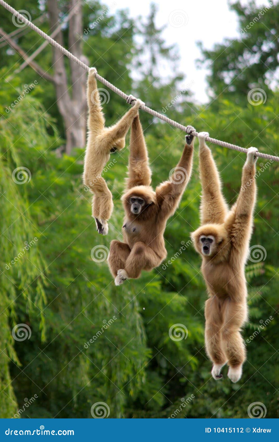 Gibbon monkeys stock photo. Image of cute, face, pretty - 10415112