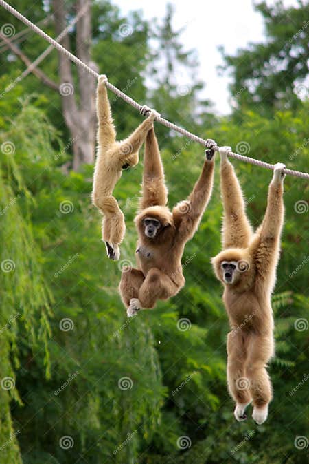 Gibbon monkeys stock photo. Image of cute, face, pretty - 10415112