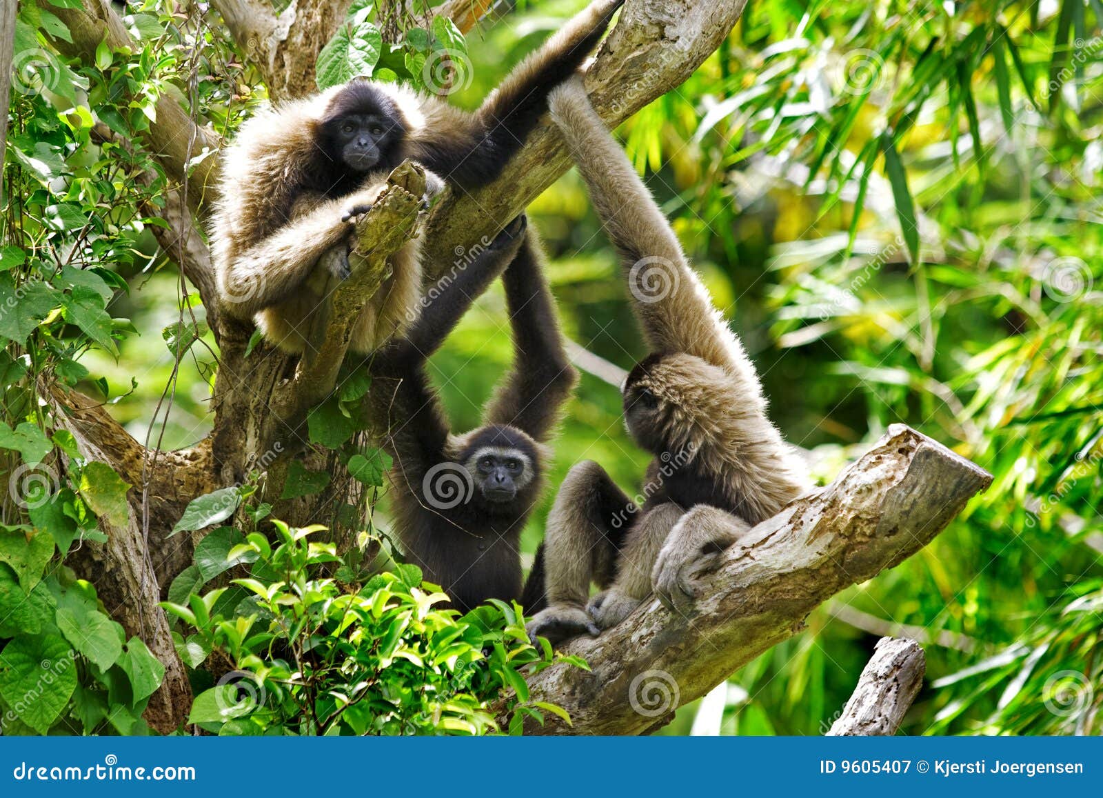 Gibbon monkeys stock image. Image of kota, national, borneo - 9605407