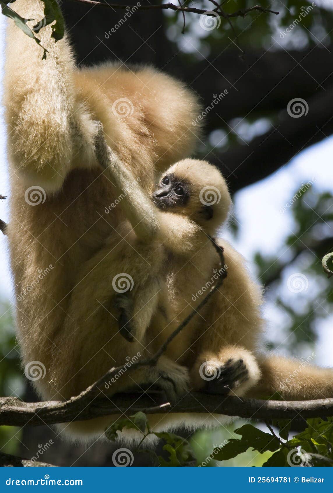 Gibbon mother and baby stock image. Image of offspring - 25694781