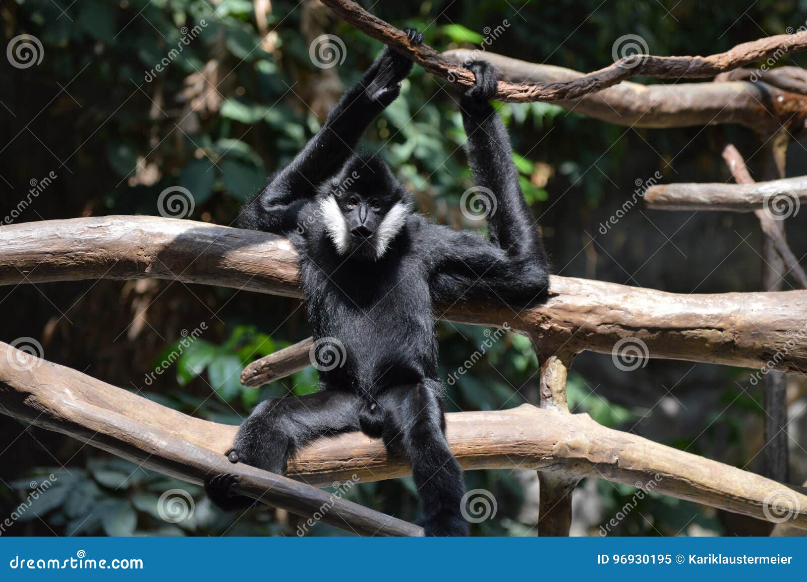 Gibbon stock image. Image of explore, springtime, enrichment - 96930195