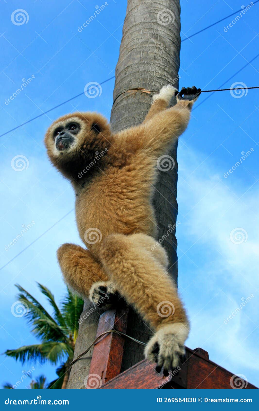 Gibbon Playing on a Palm Tree Stock Photo - Image of seat, playing ...