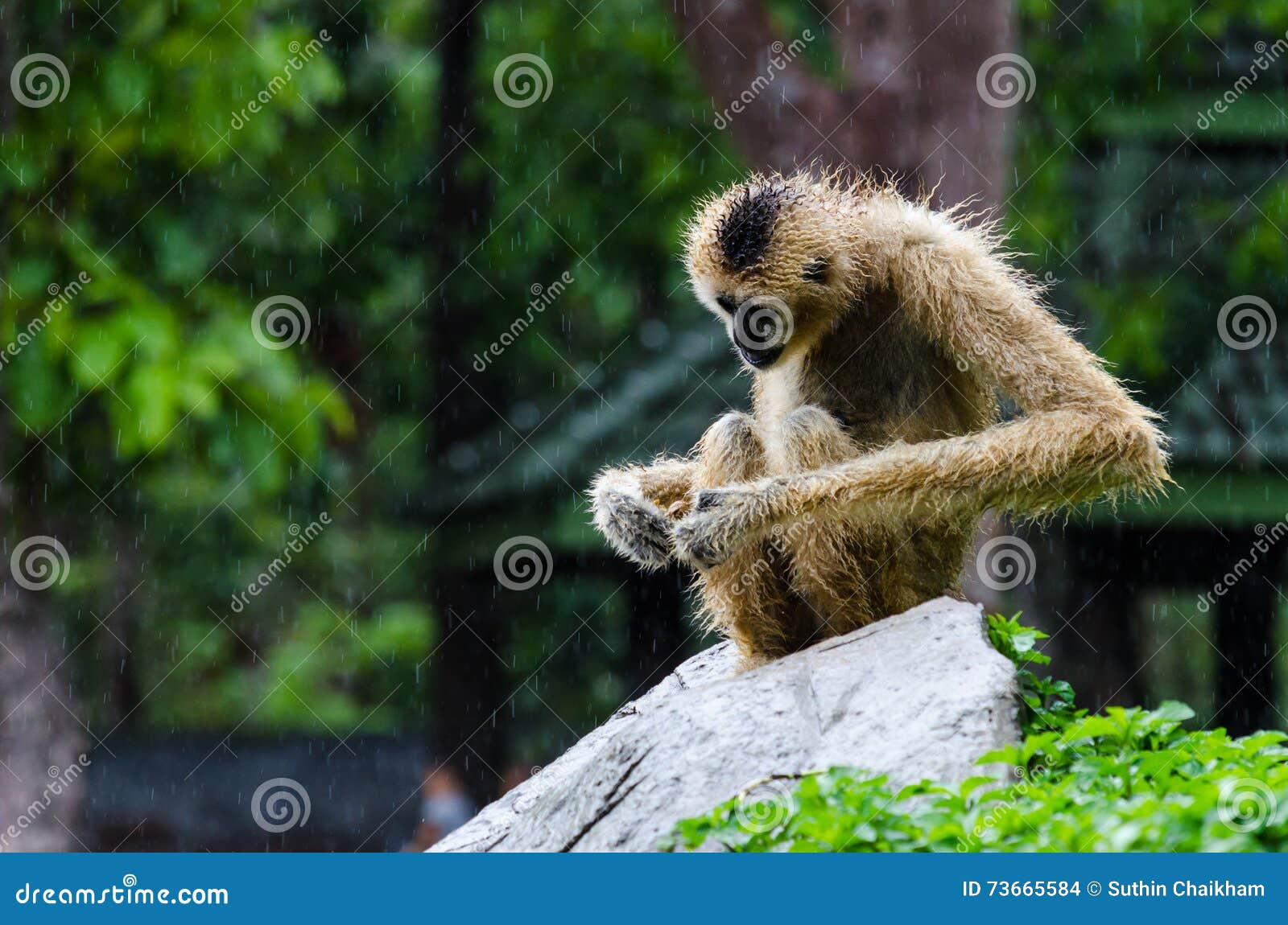 Gibbon sitting on rock stock photo. Image of monkey, primate - 73665584