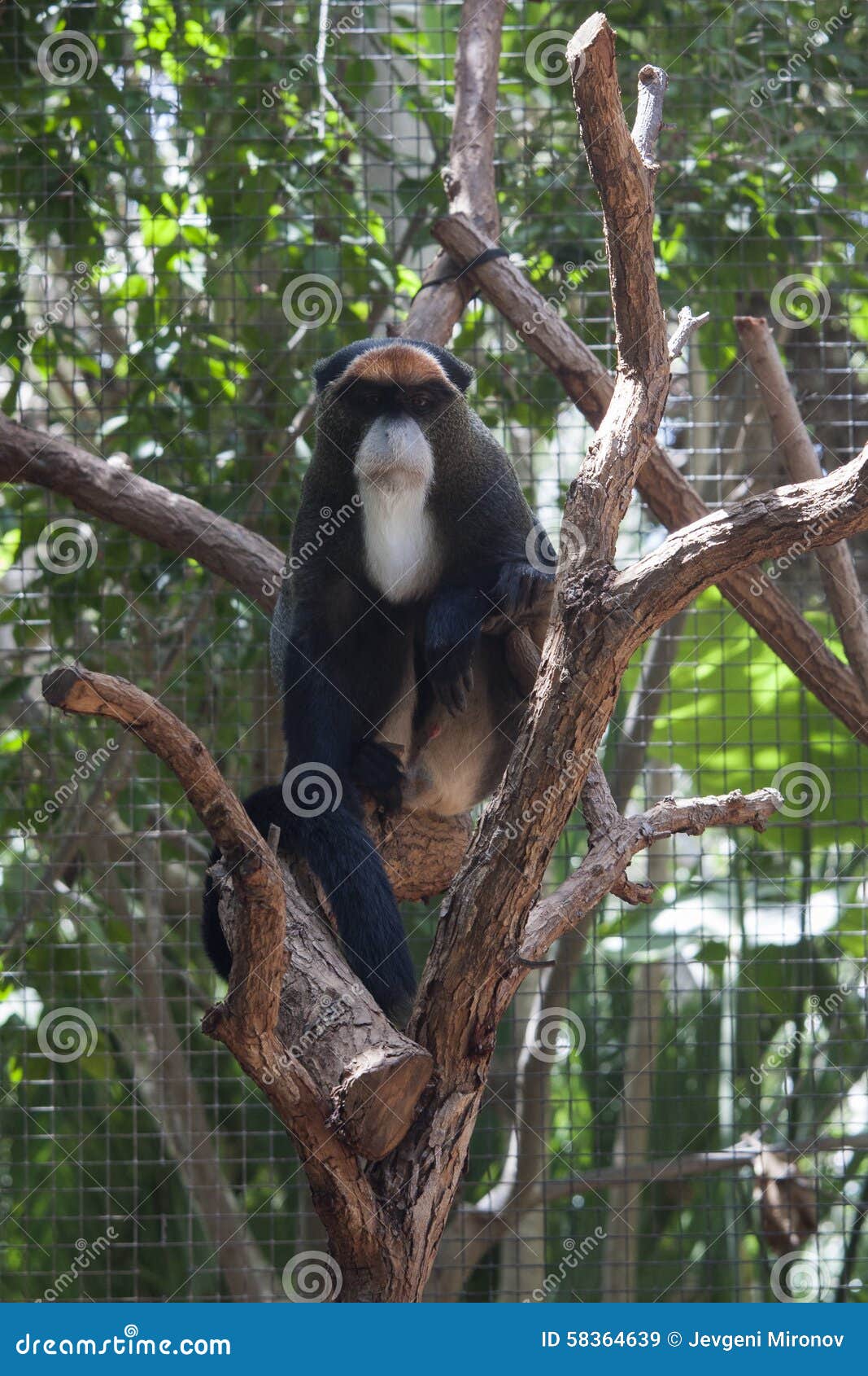 Gibbon sitting on the tree stock image. Image of nature - 58364639