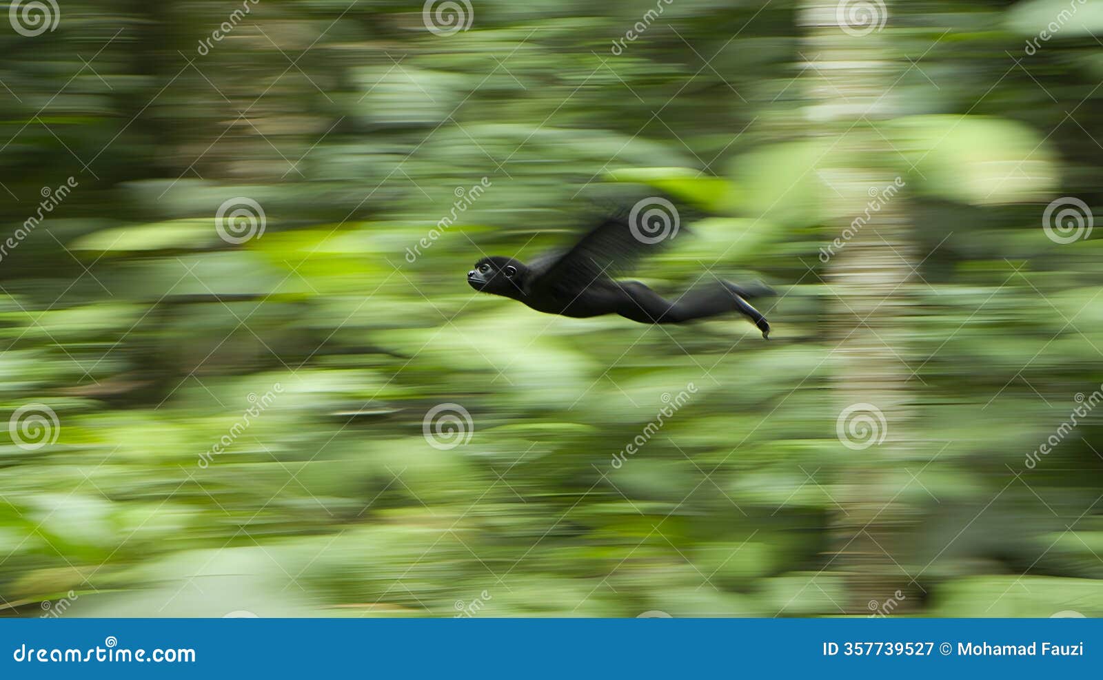 Gibbon Soaring Rainforest Jungle Canopy Flight Wildlife Stock Image ...