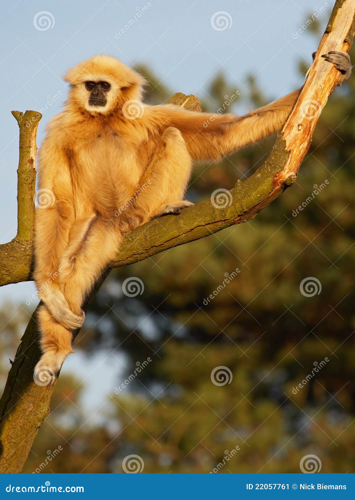 Gibbon in tree stock image. Image of jungle, hairy, tight - 22057761