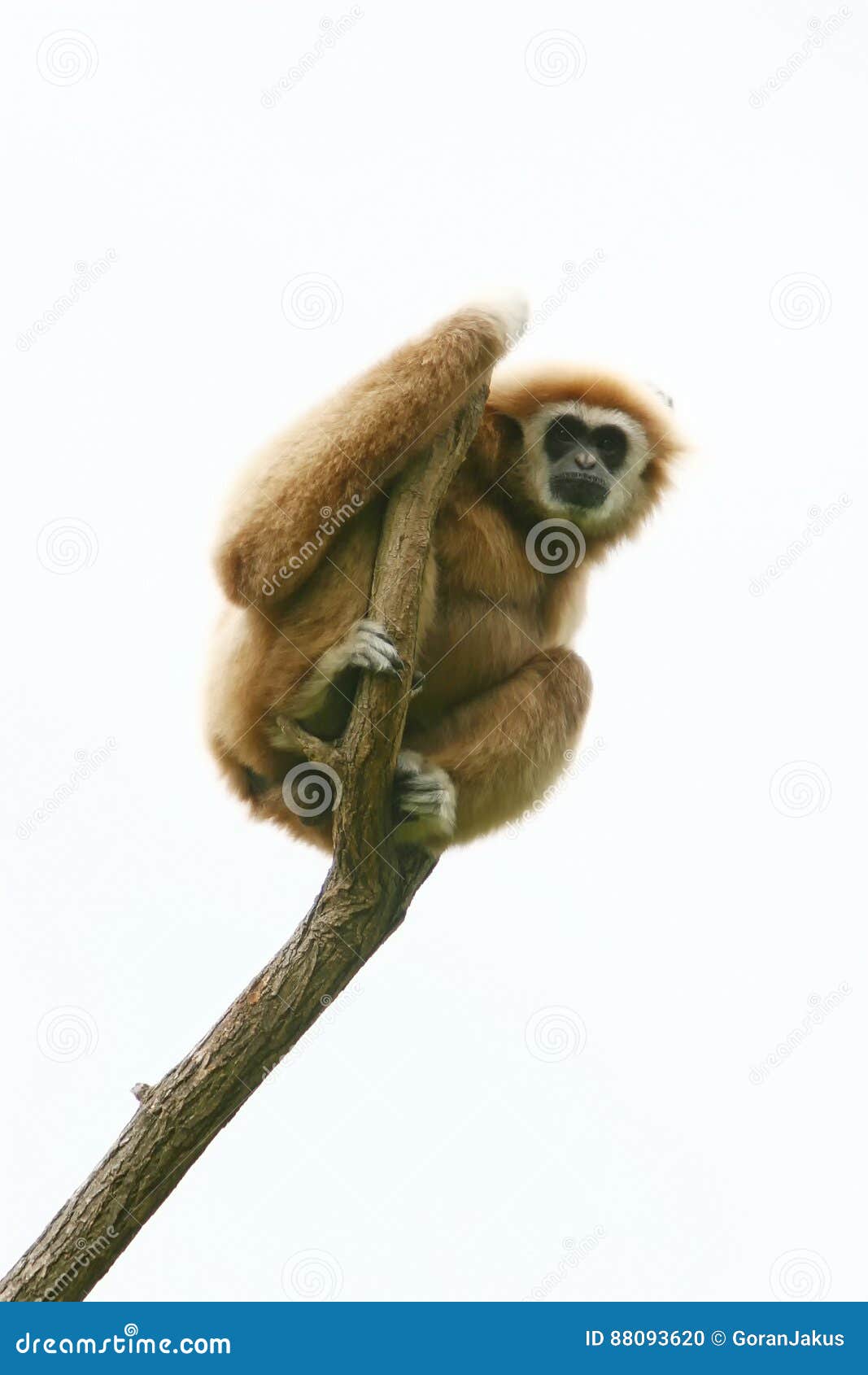 Gibbon on tree brach stock photo. Image of endangered - 88093620