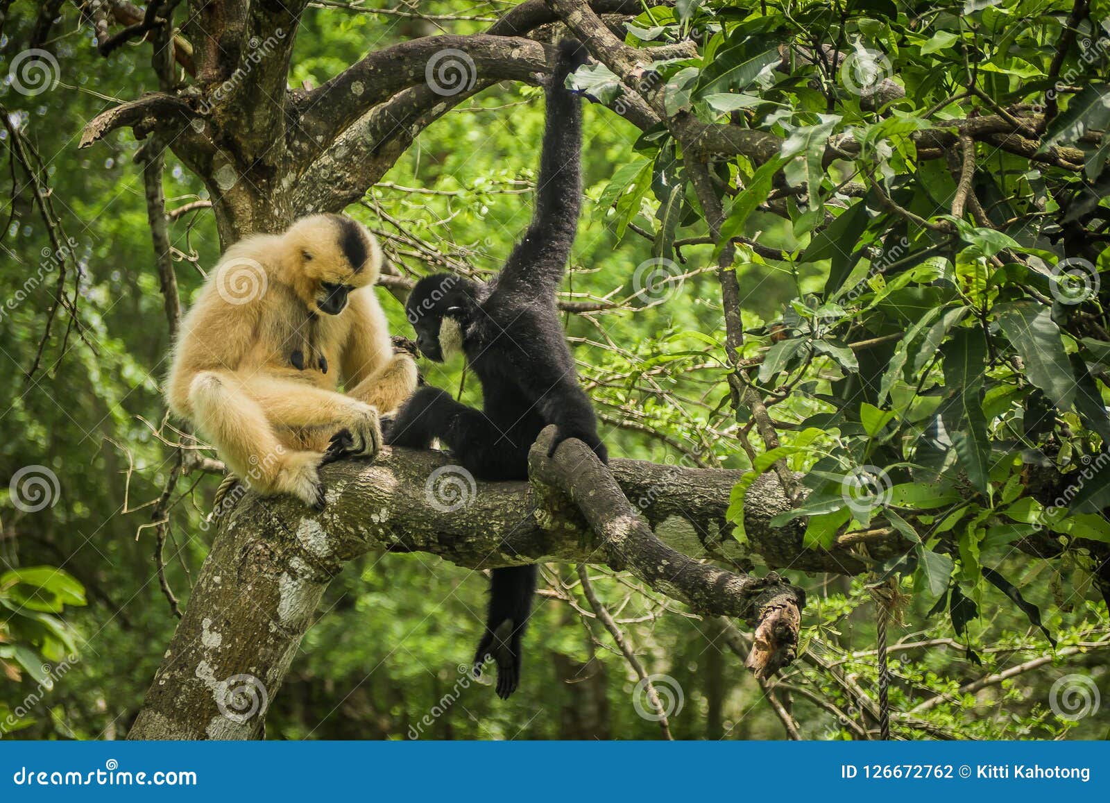 Gibbon on the tree stock photo. Image of animal, wildlife - 126672762