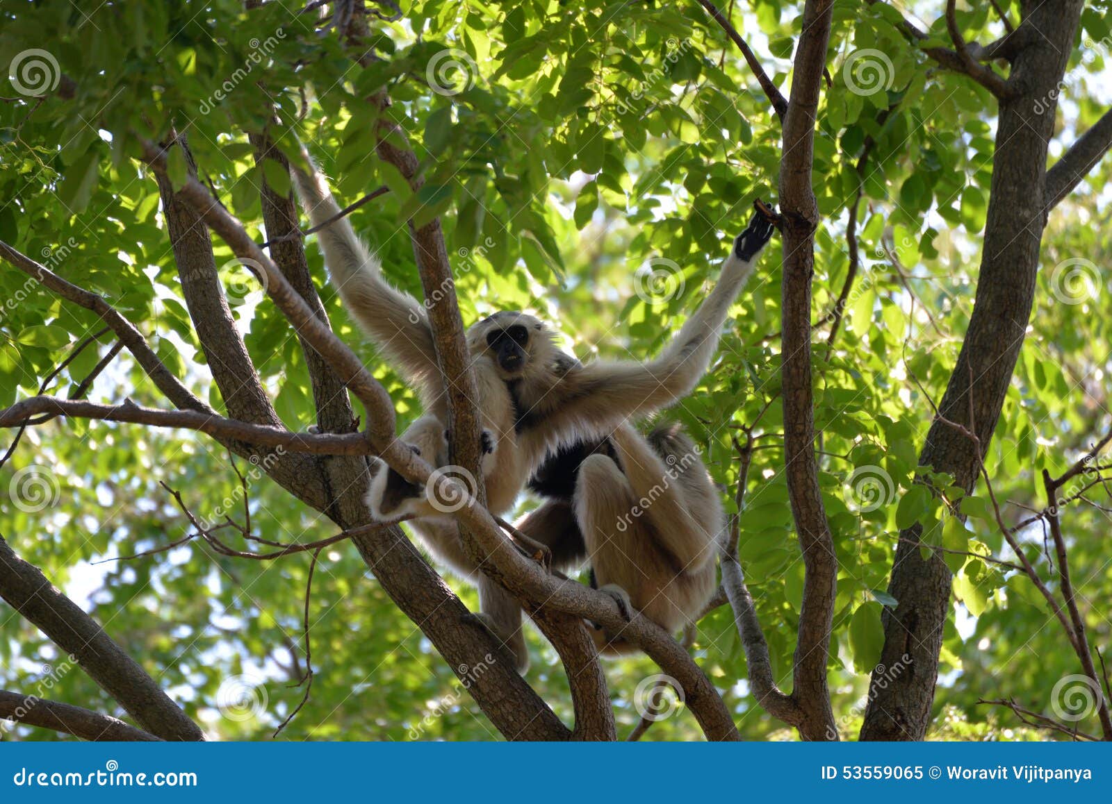 Gibbon on tree stock image. Image of face, expression - 53559065