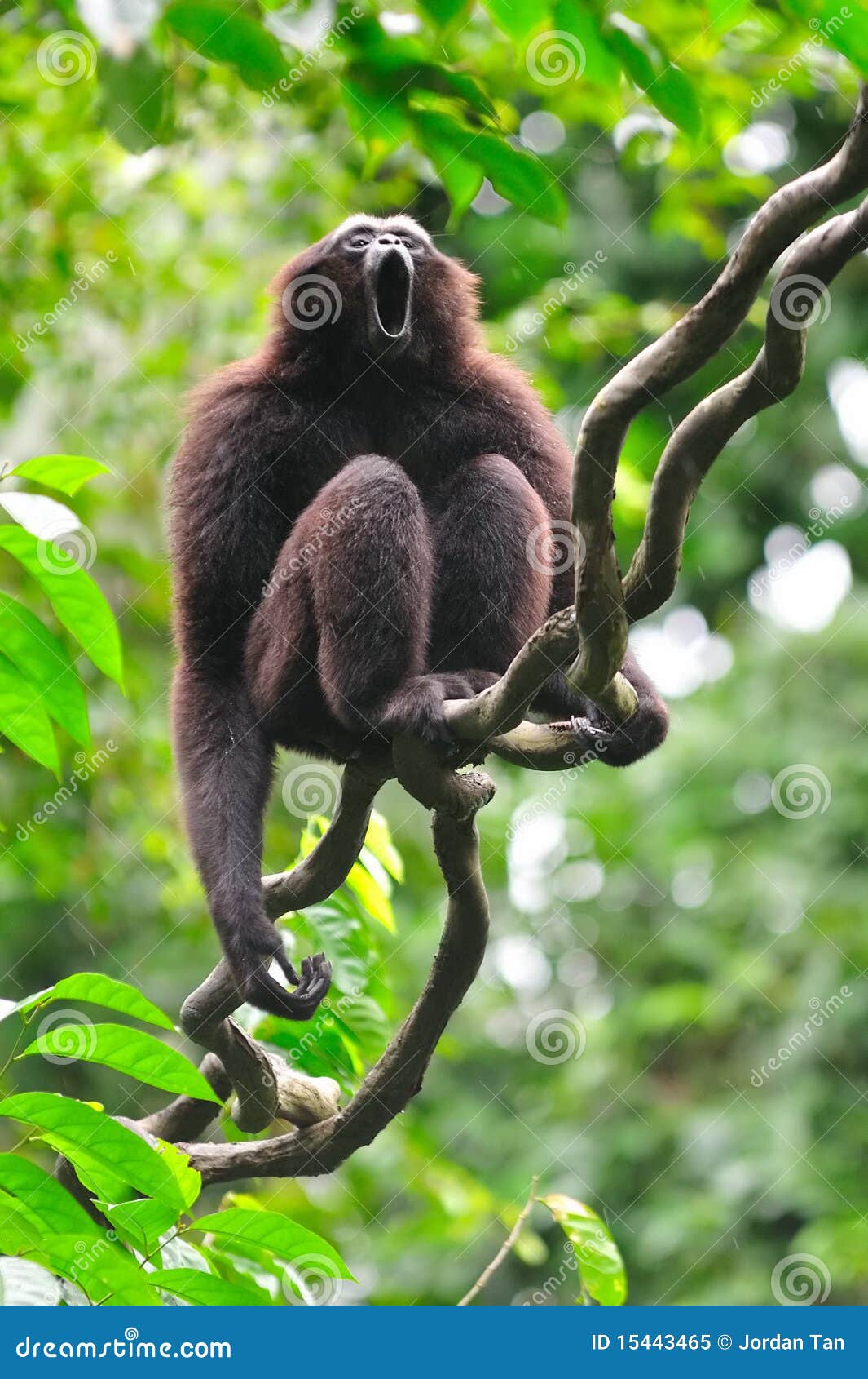 Gibbon vocal display stock image. Image of territory - 15443465