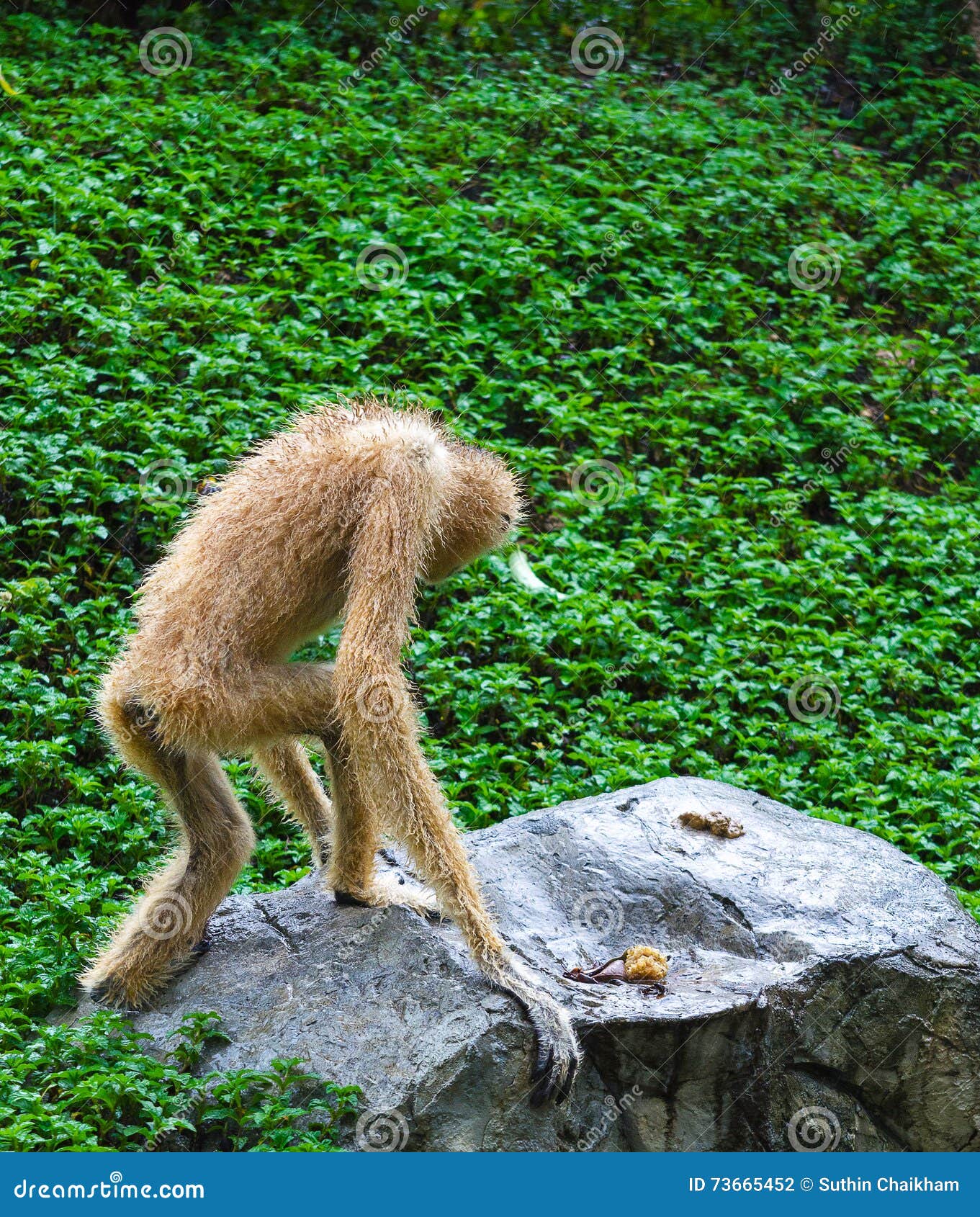 Gibbon Walking