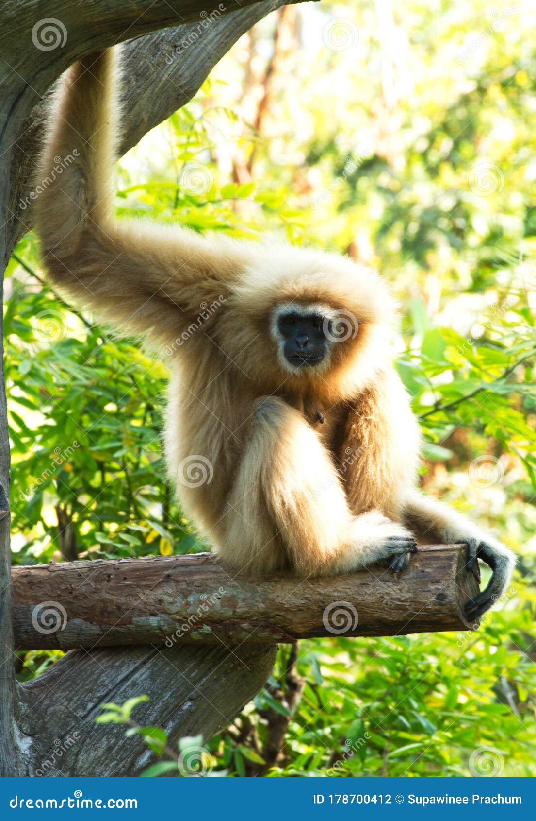 Gibbon White and Black Beautiful. Sitting on Tree Stock Photo - Image ...