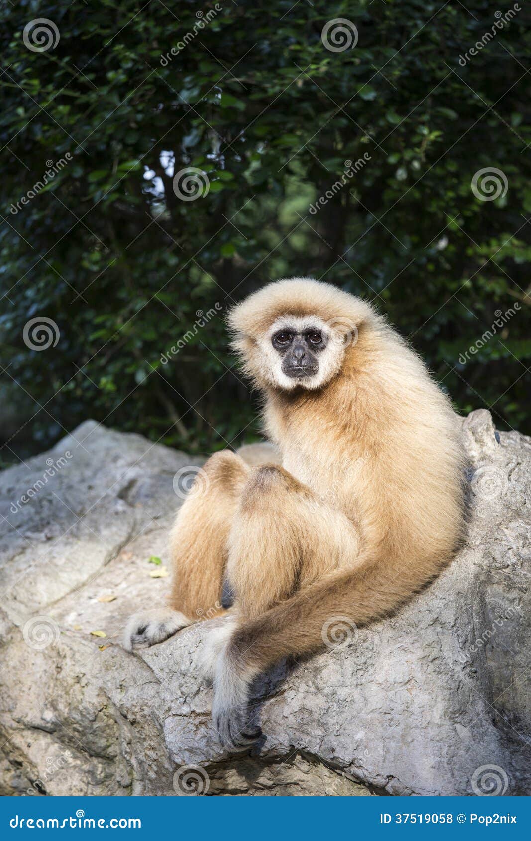 Gibbon White hand stock photo. Image of chimpanzee, female - 37519058