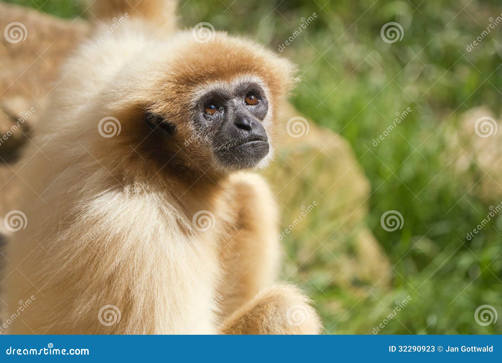 Wild Gibbon Monkey In A Tree, Yala National Park, Sri Lanka Stock ...