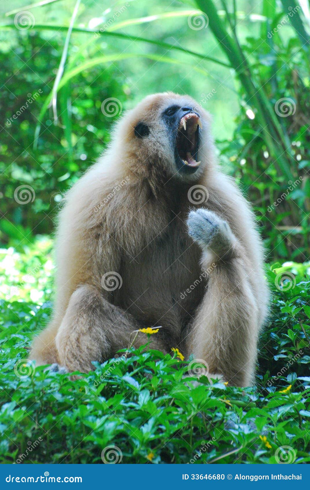 A gibbon in yawning action stock photo. Image of eyes - 33646680