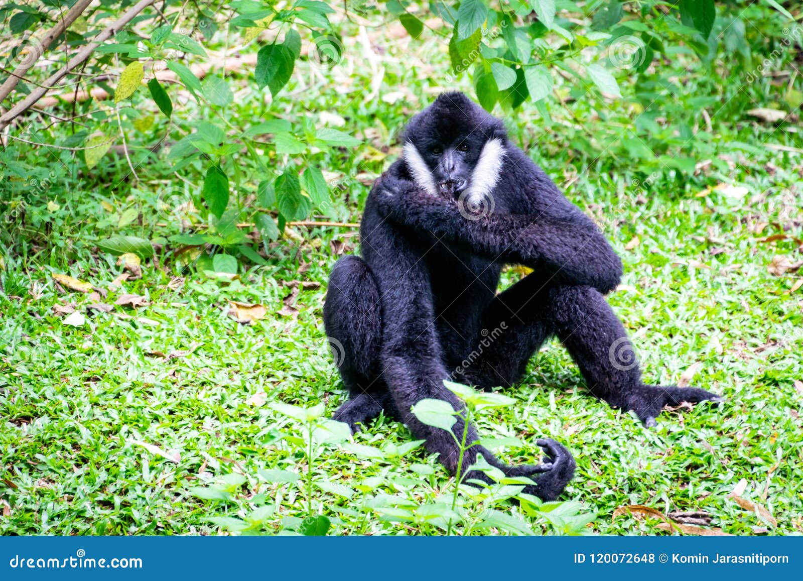 Gibbone nero nello zoo fotografia stock. Immagine di sumatra - 120072648