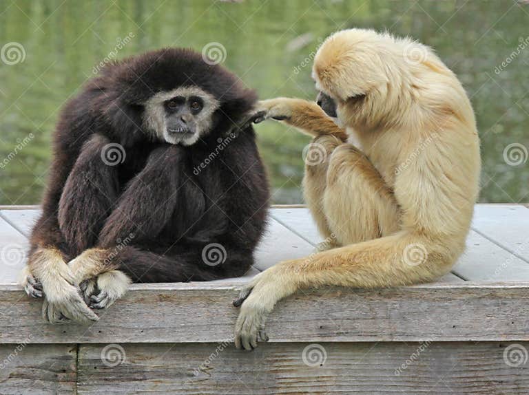 Gibbons stock image. Image of monkey, faces, asian, actor - 11383095