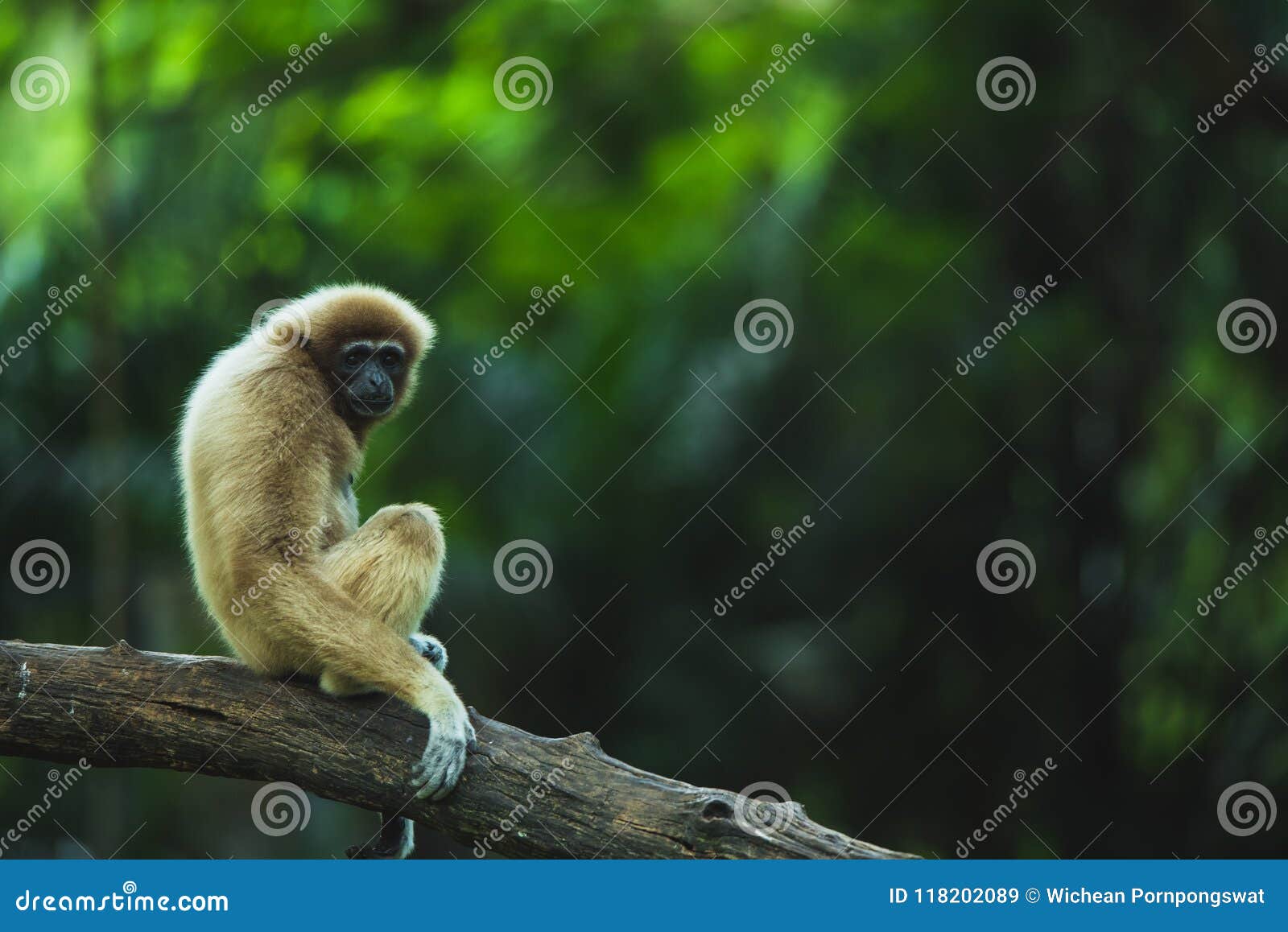 Gibbons climbing on trees. stock image. Image of handed - 118202089