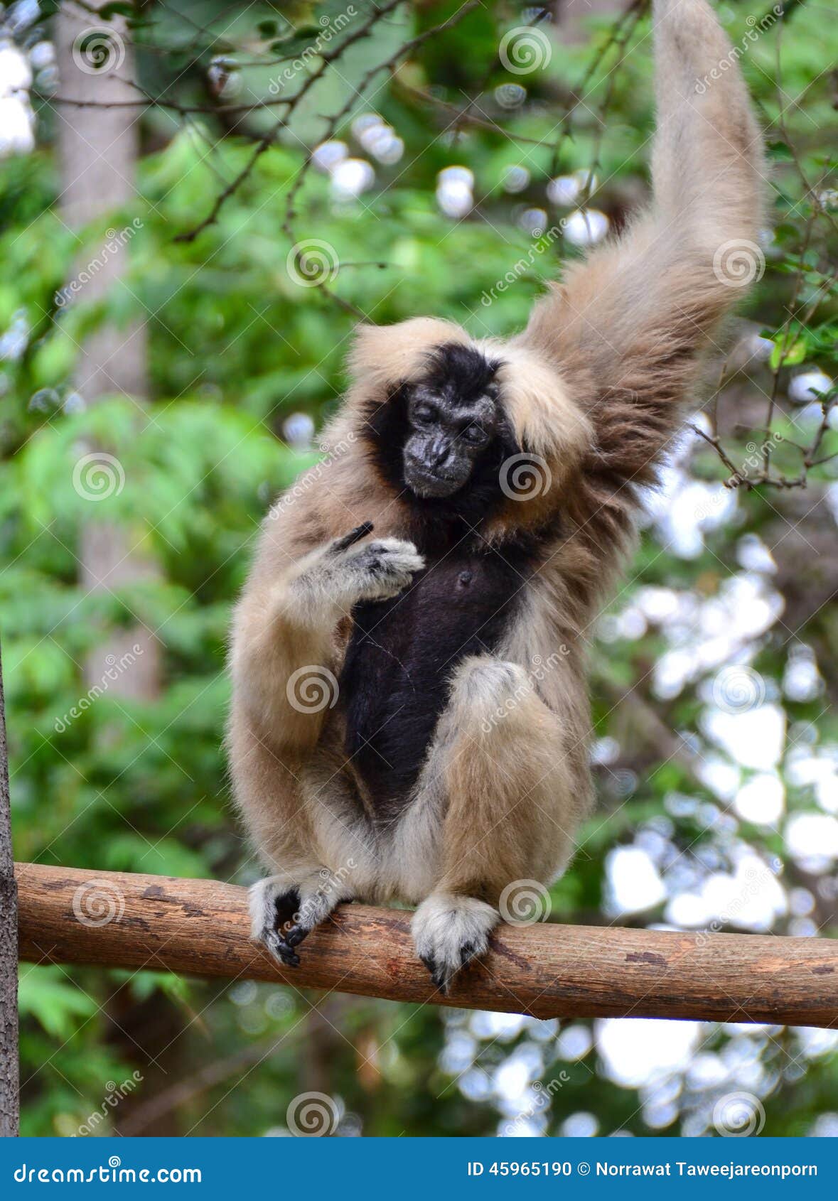 Gibbons stock photo. Image of gibbons, looks, animal - 45965190