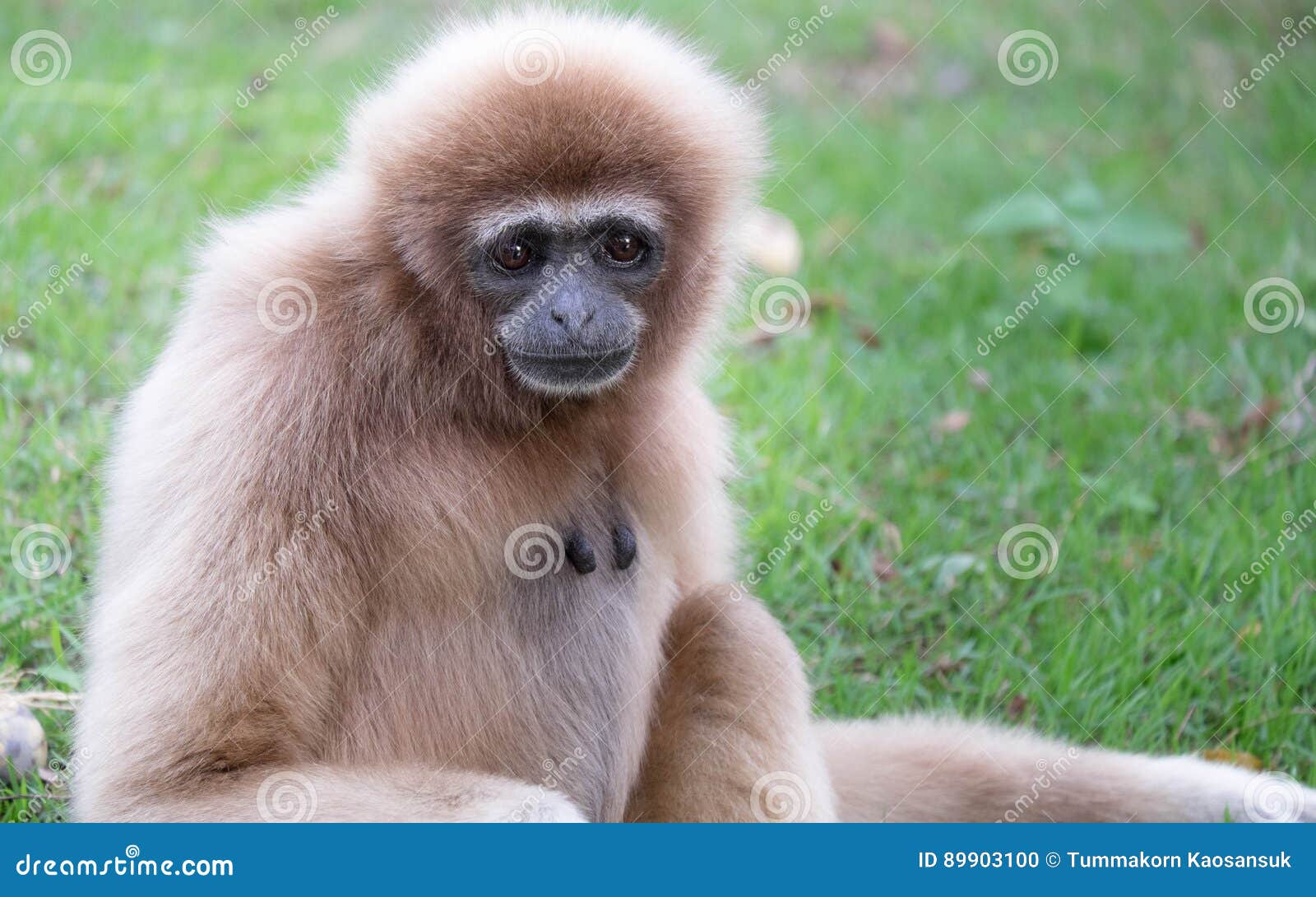 Gibbons stock photo. Image of black, brown, hylobates - 89903100