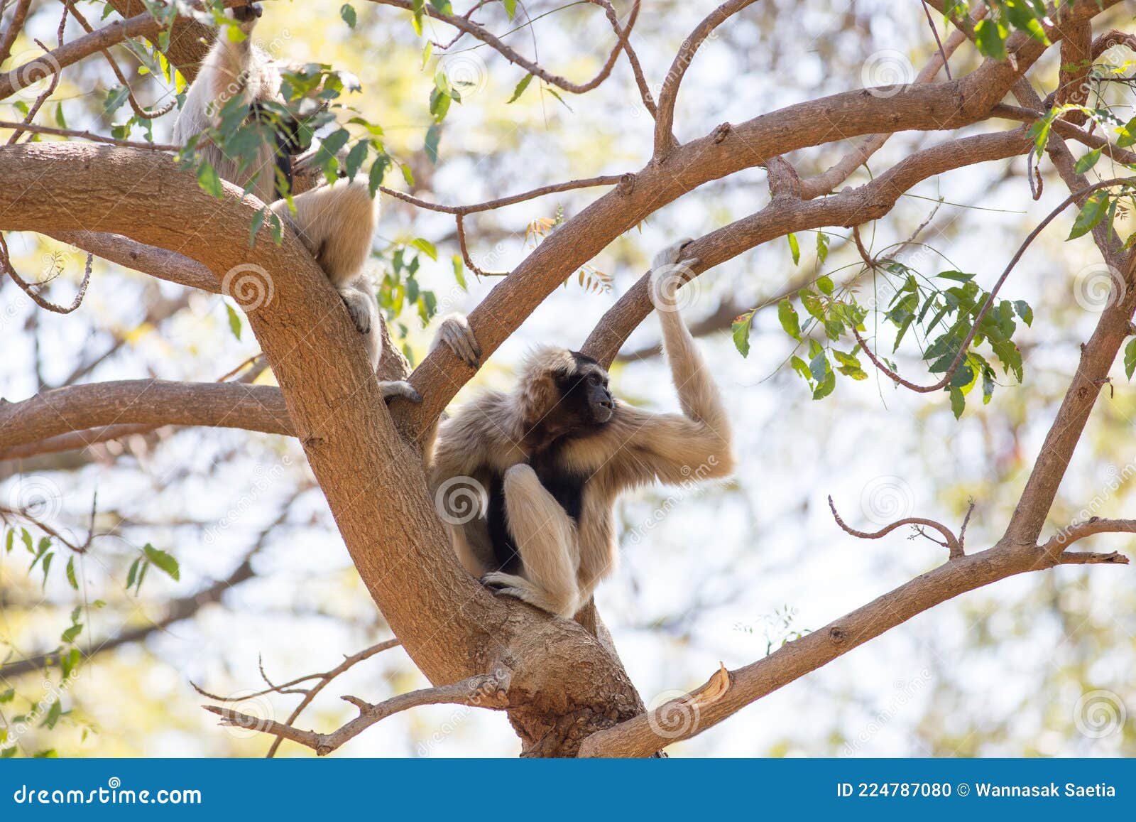 Gibbons playing on tree stock photo. Image of swing - 224787080