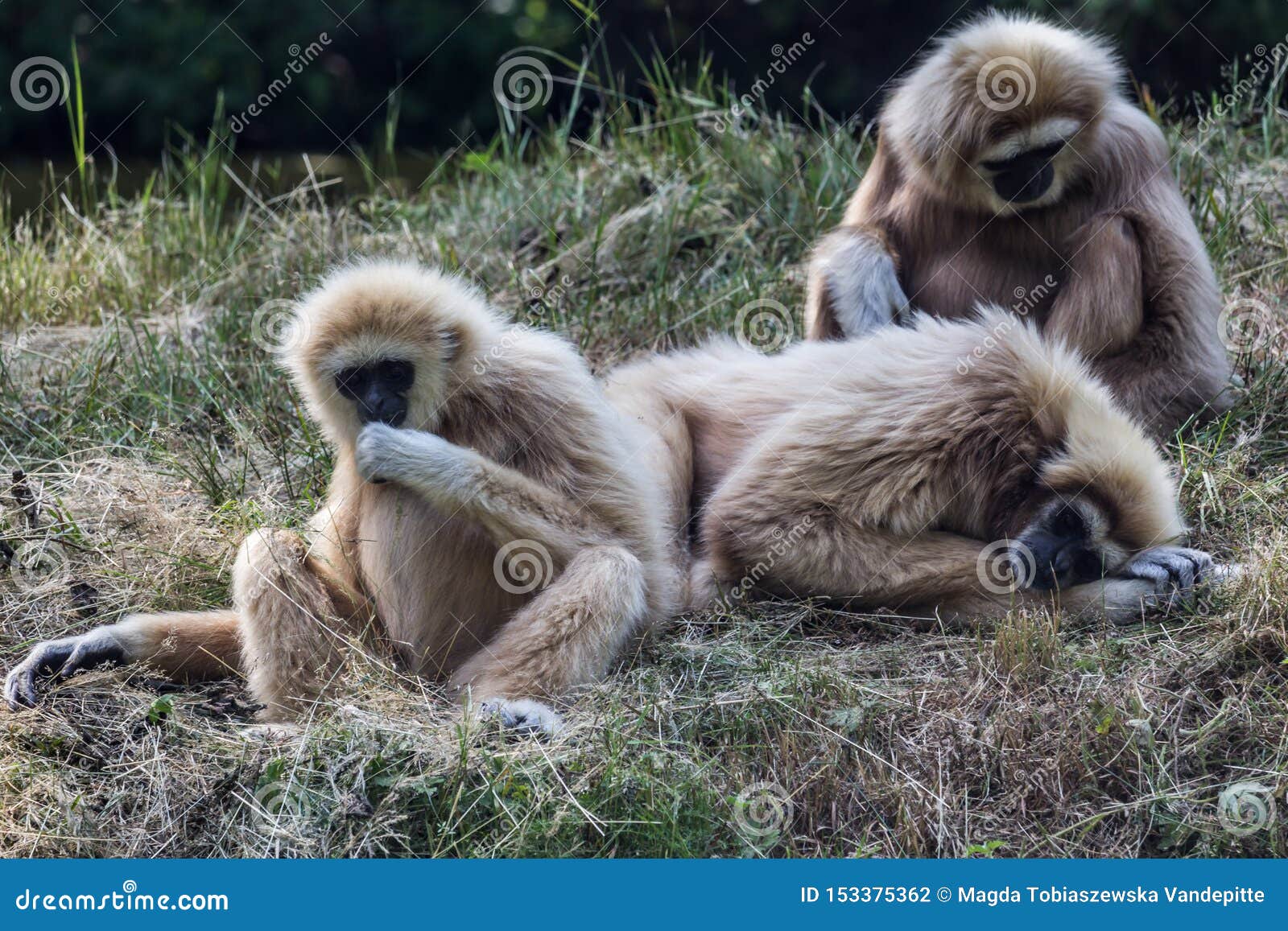 Relaxed Gibbons Stock Photos - Free & Royalty-Free Stock Photos from ...