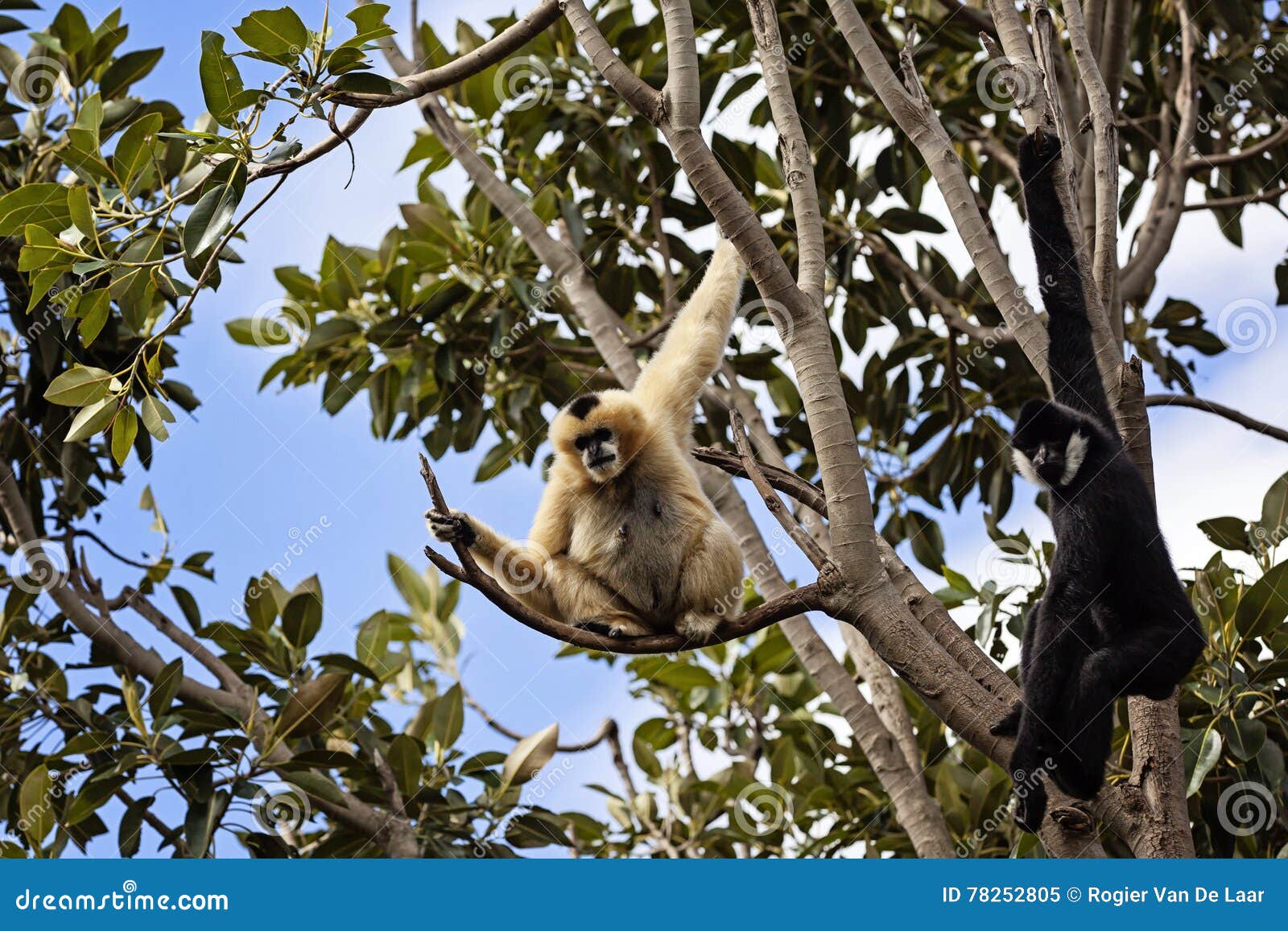 Gibbons in a tree stock image. Image of animals, conservation - 78252805